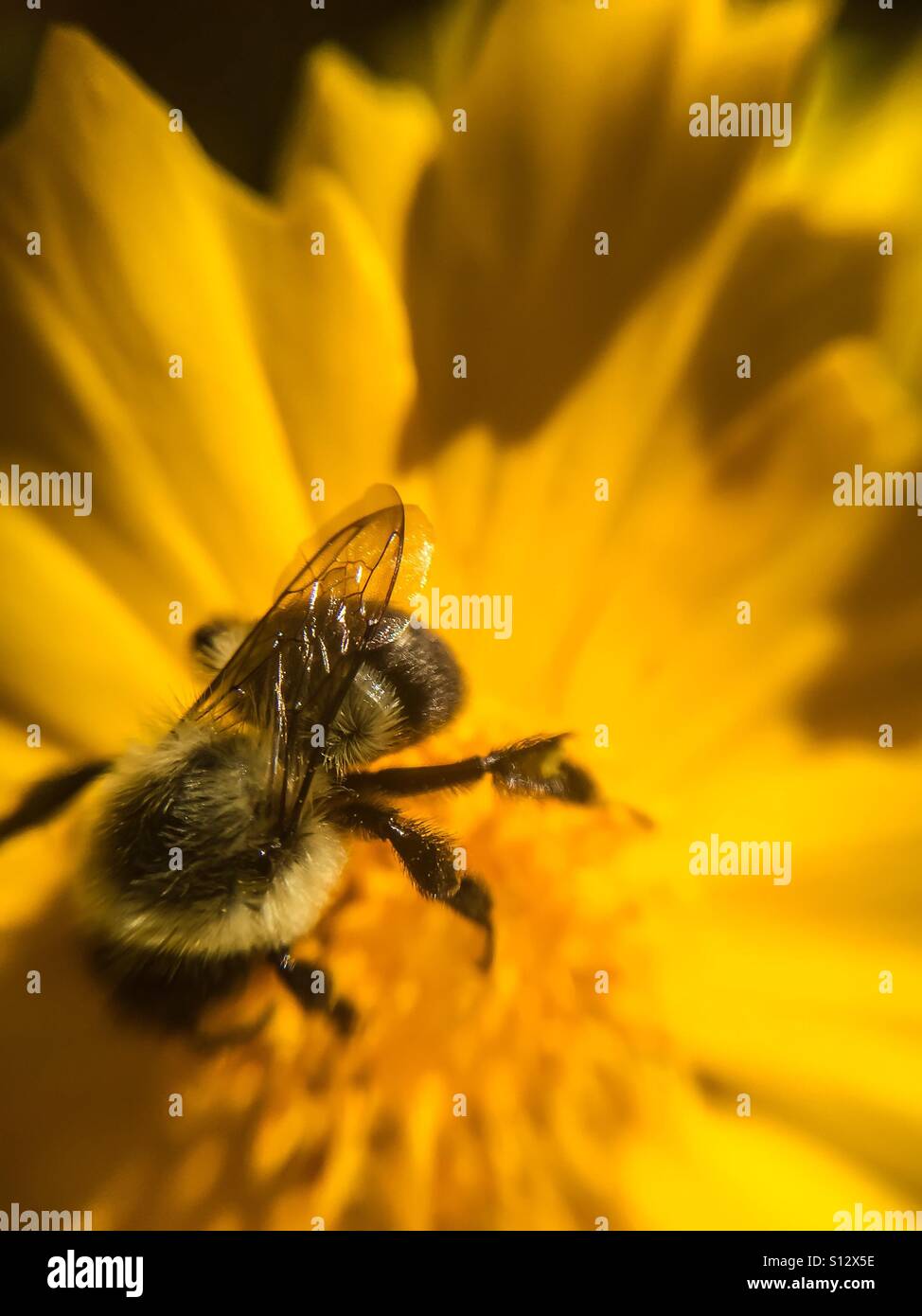 Bee in a yellow flower Stock Photo - Alamy
