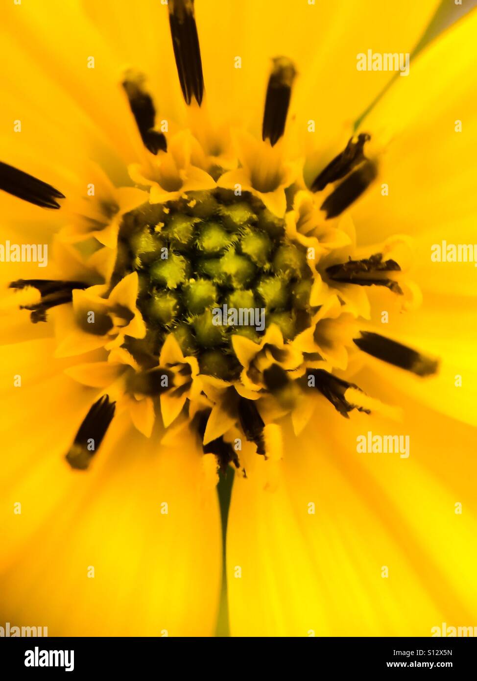 Yellow flower centre Stock Photo - Alamy