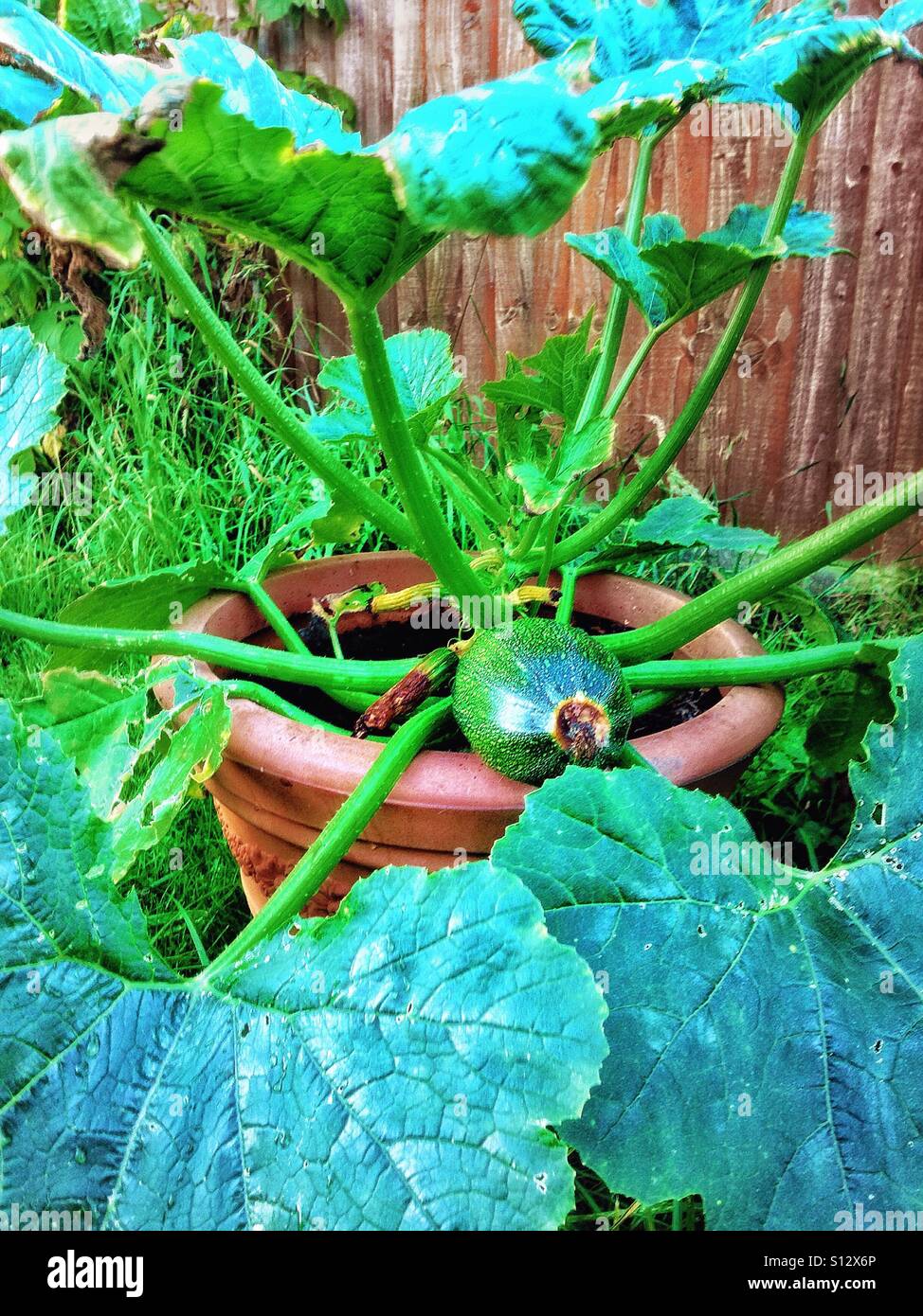A courgette plant Stock Photo - Alamy