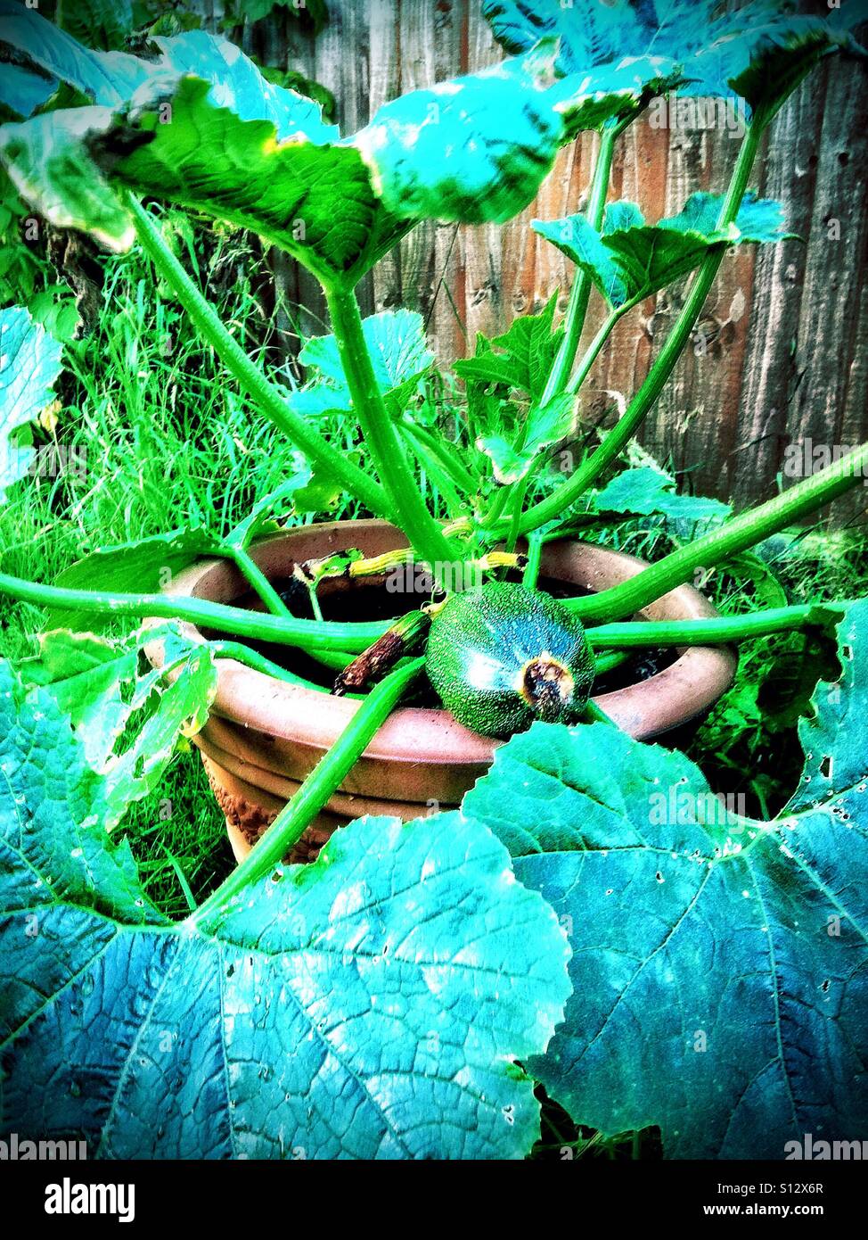 A courgette plant Stock Photo - Alamy