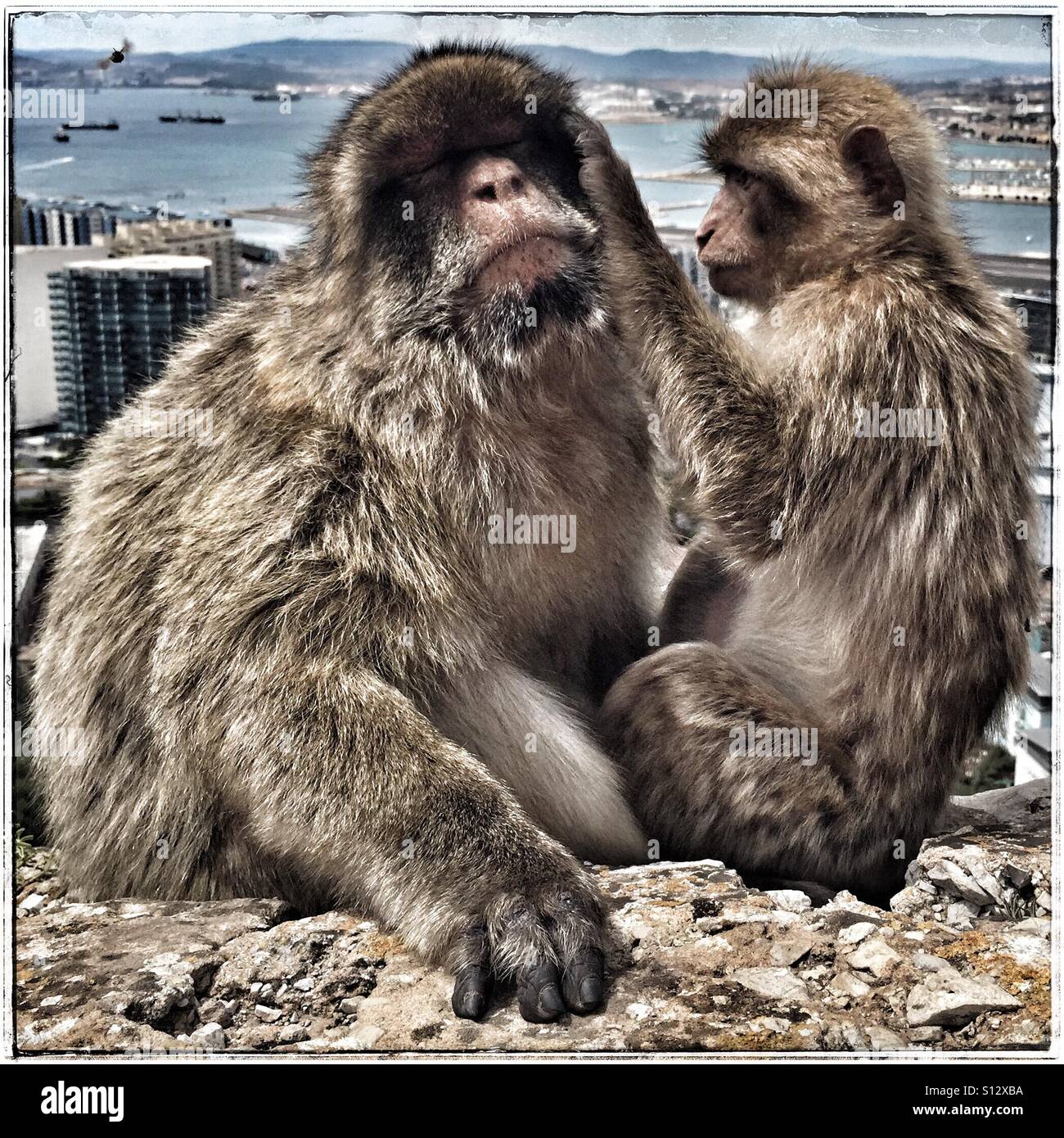 Two gibraltar apes grooming each other hi-res stock photography and ...