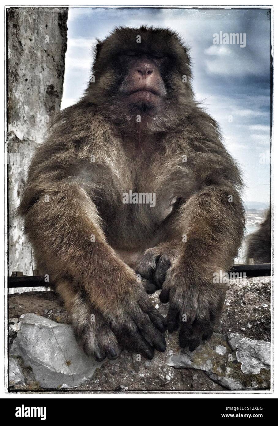 Monkey chilling hi-res stock photography and images - Alamy