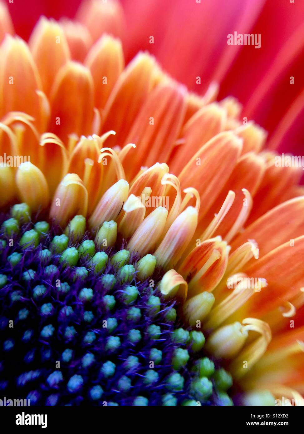 Close up of a Gerber daisy Stock Photo - Alamy