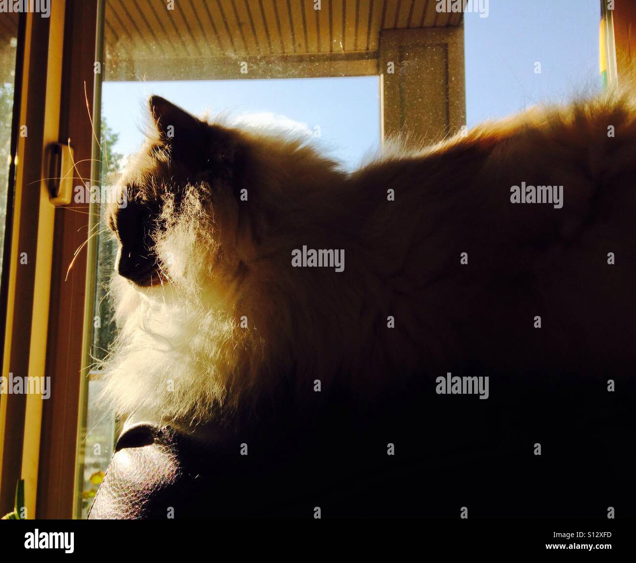 Cat soaking up the sun Stock Photo - Alamy