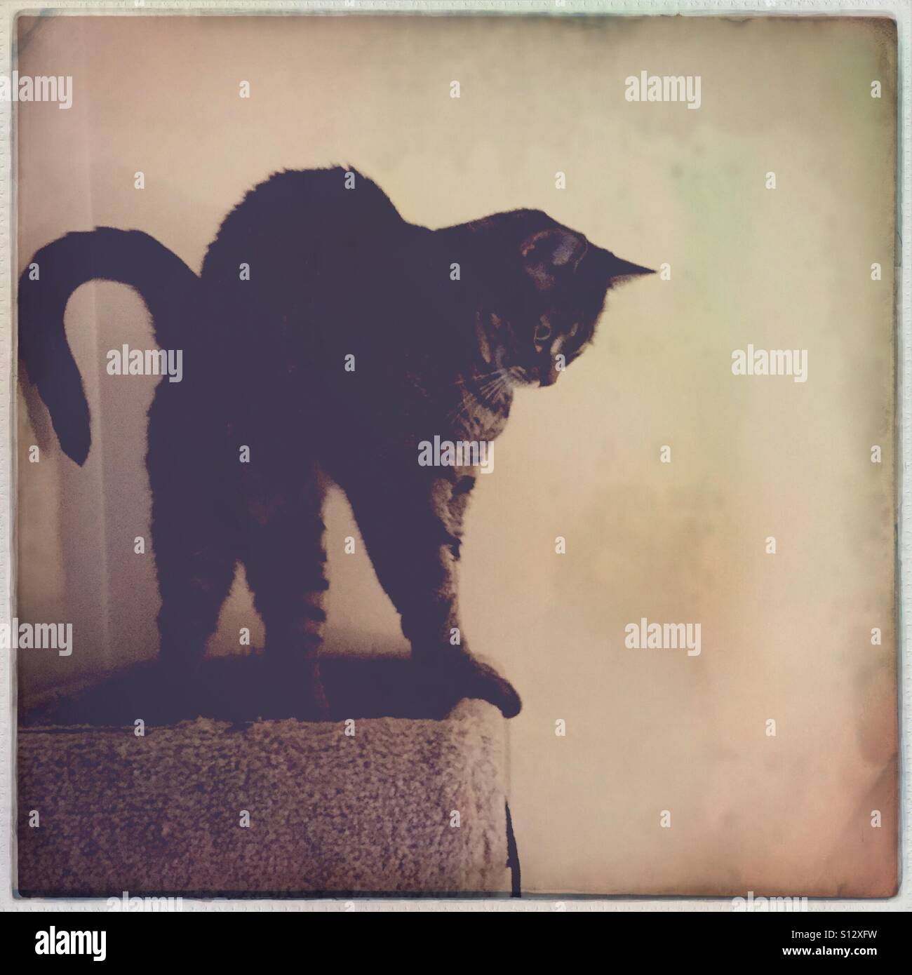 Morning stretch kitty style Stock Photo - Alamy