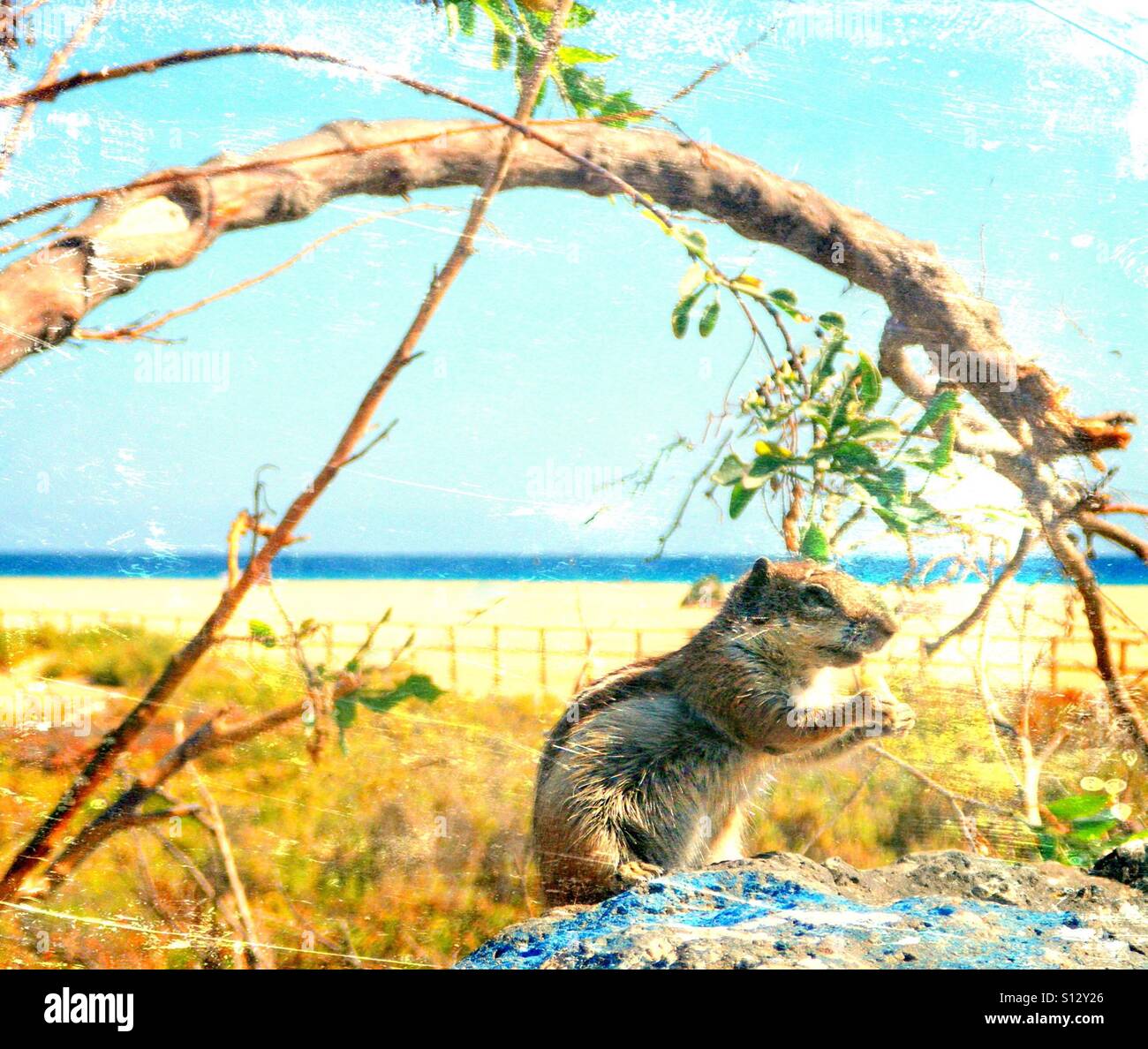 ...hello... chipmunk, I am here..!! Stock Photo - Alamy