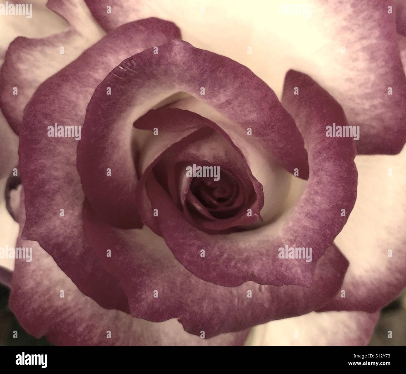 The perfect rose hi-res stock photography and images - Alamy