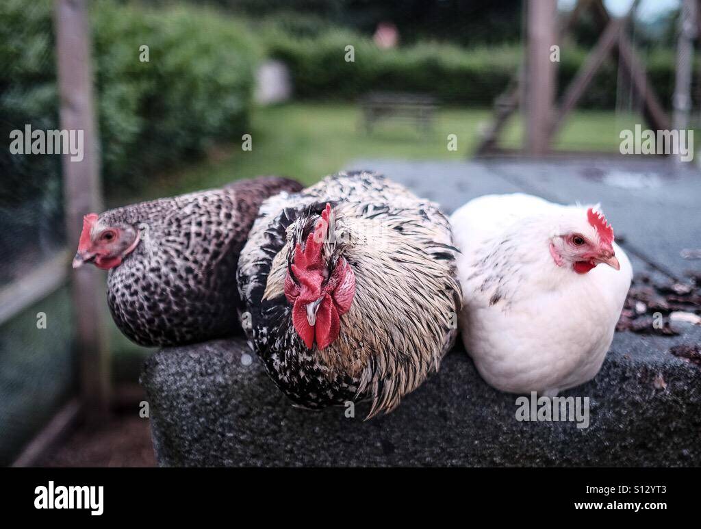 Three wise hen Stock Photo - Alamy