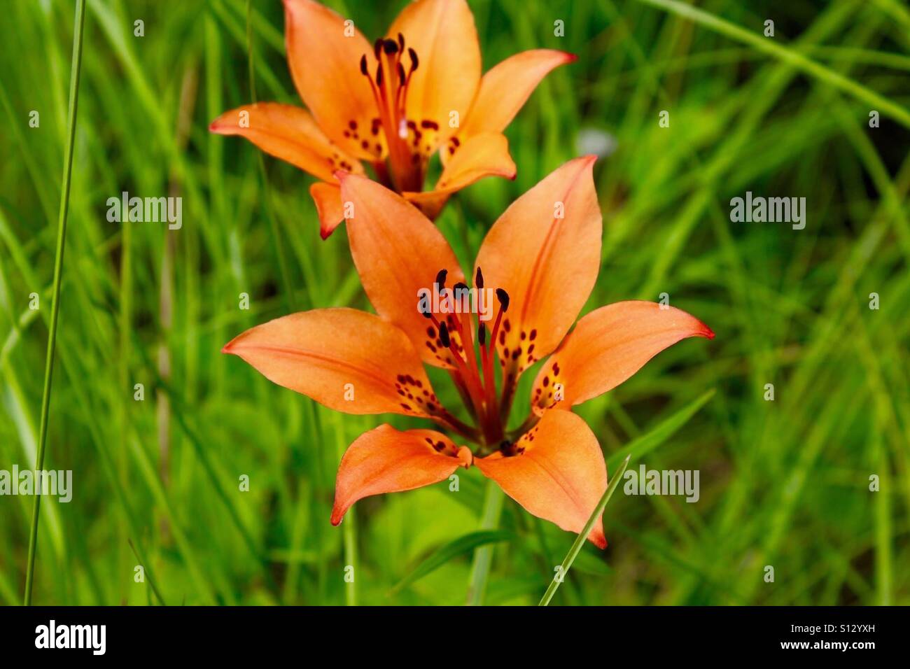 Saskatchewan National Flower