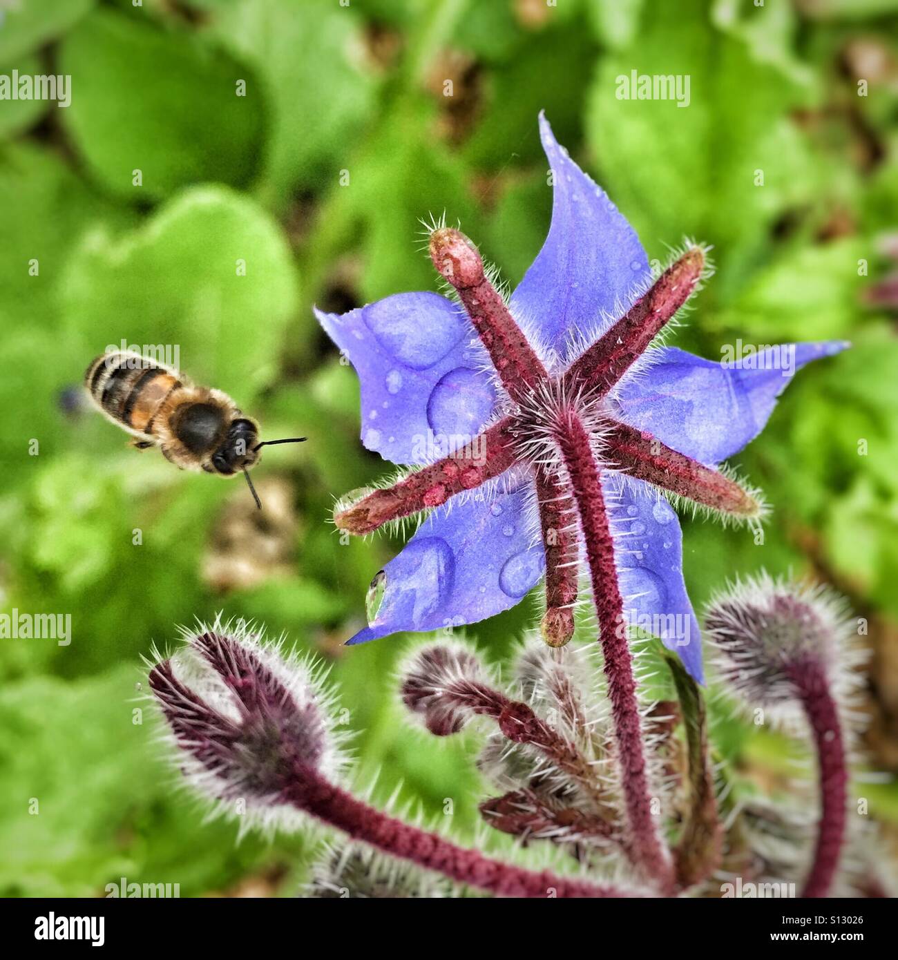 Garden pollinate hi-res stock photography and images - Alamy