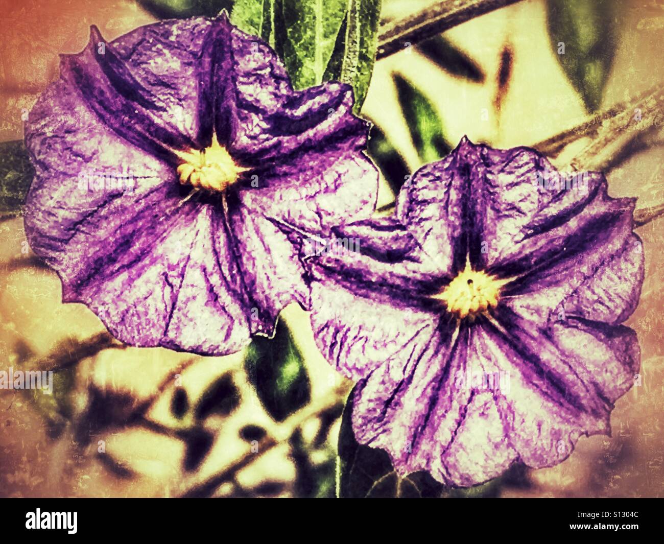 Blue solanum shrub solanum rantonnetii hi-res stock photography and ...
