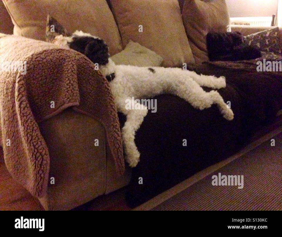 Weird dog hi-res stock photography and images - Alamy