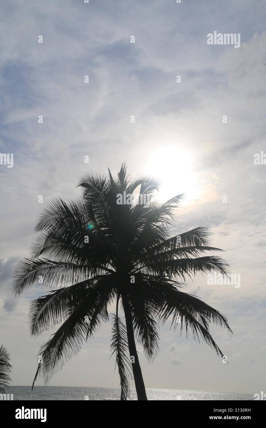 Palm tree in the sun Stock Photo - Alamy