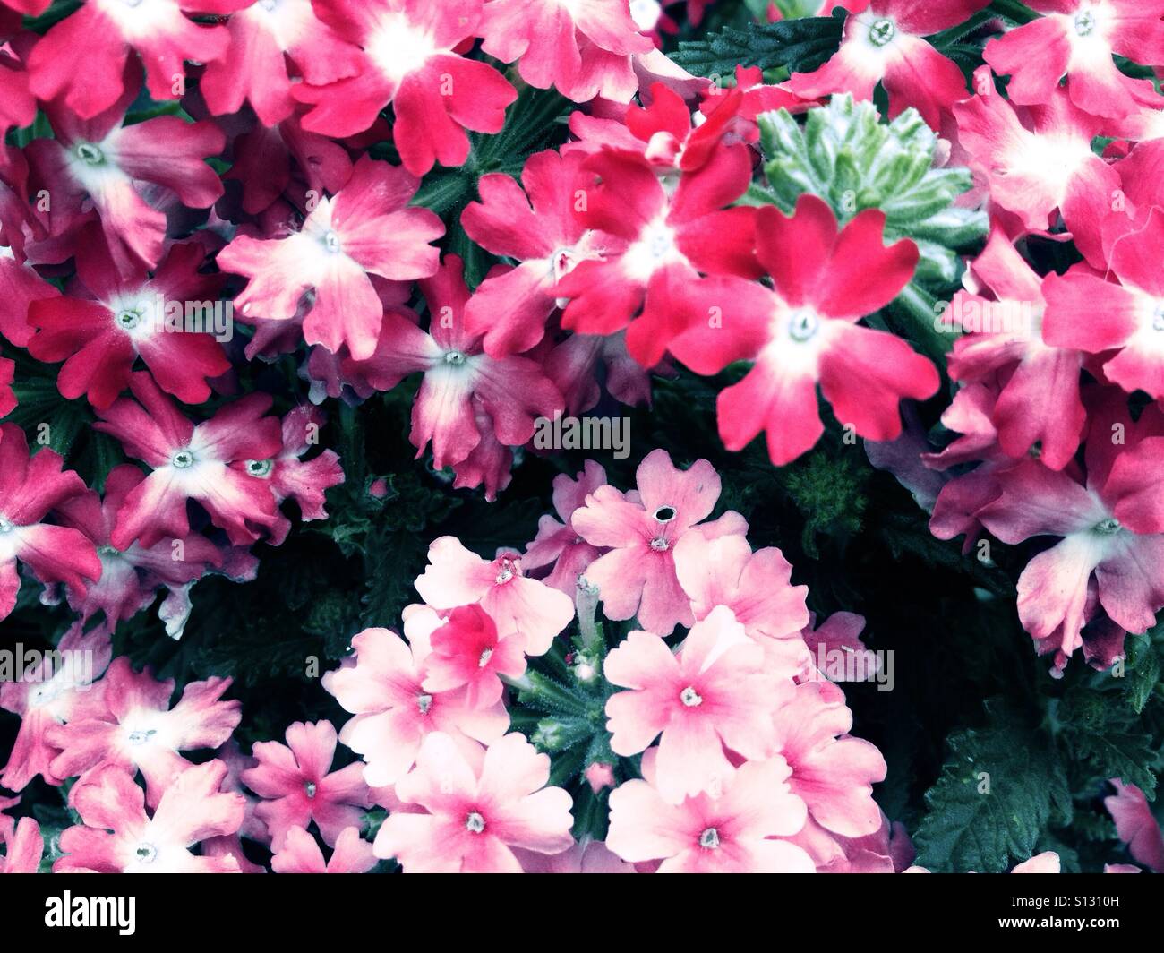 Verbena flowers hi-res stock photography and images - Alamy