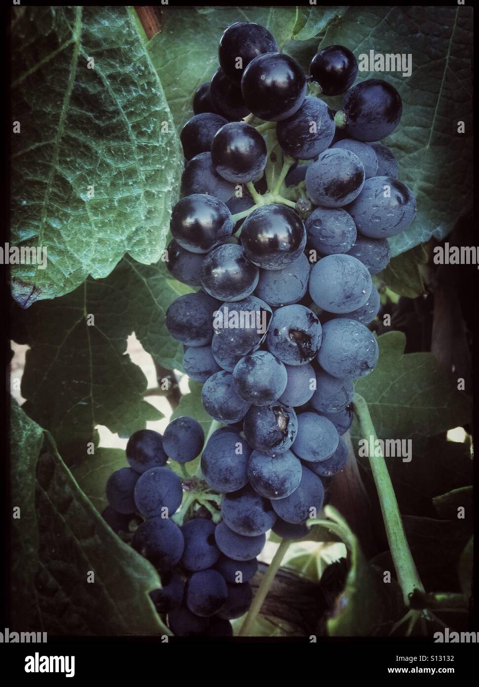 Bird damage grapes hi-res stock photography and images - Alamy
