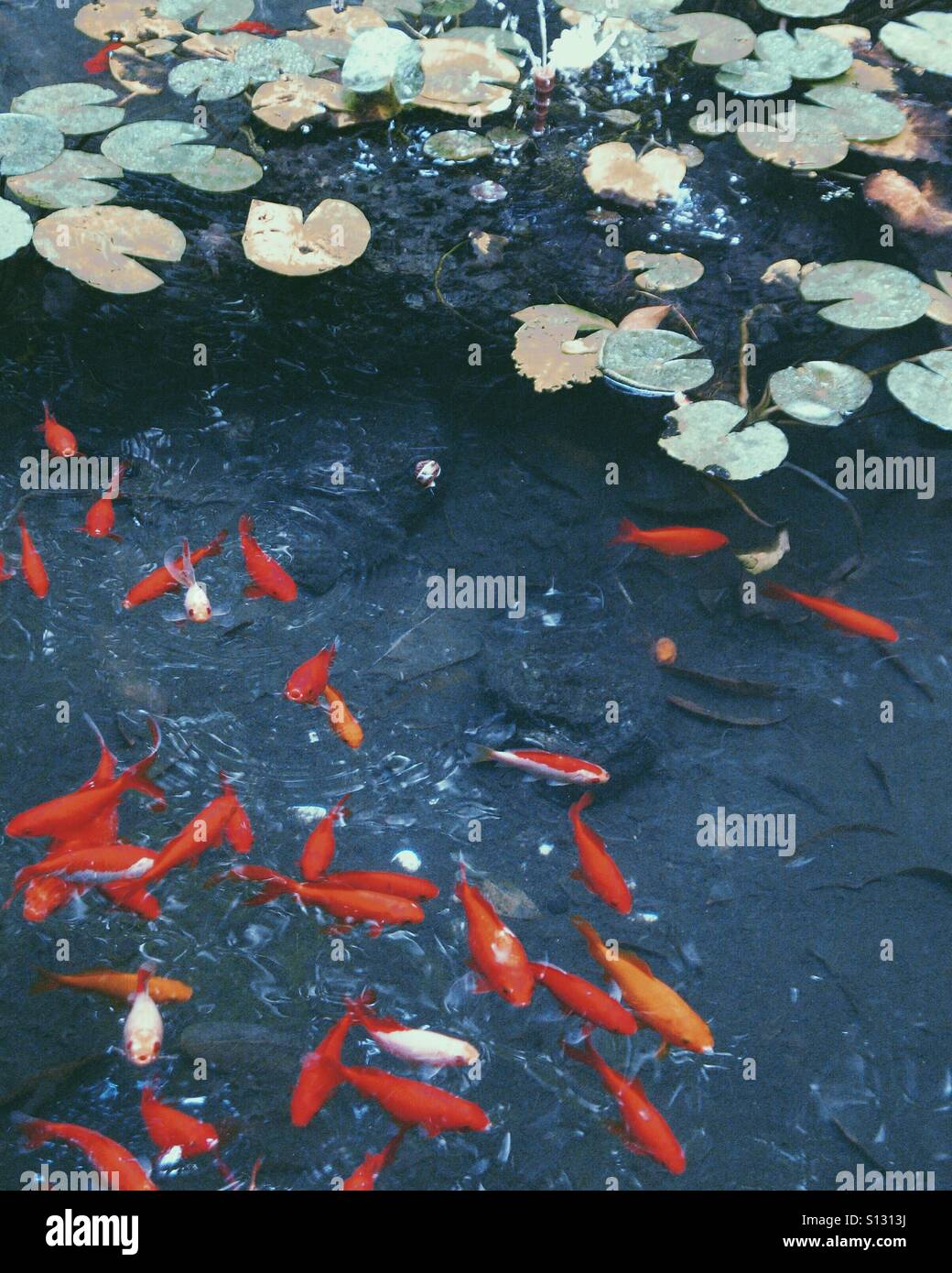 Fish colour hi-res stock photography and images - Alamy