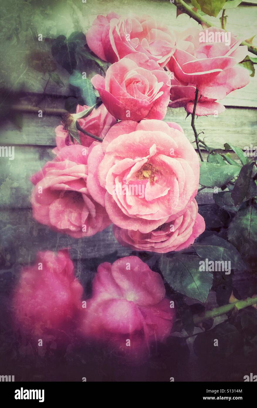 Roses flowers floral hi-res stock photography and images - Alamy