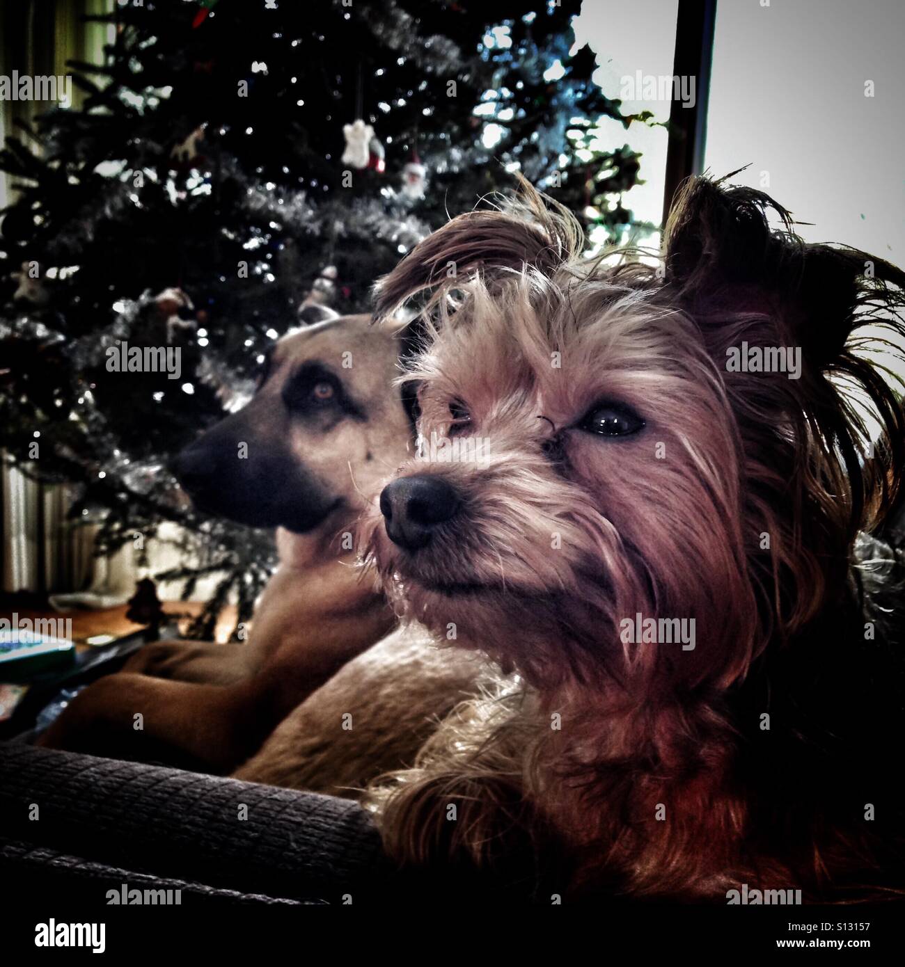 Tree dogs hi-res stock photography and images - Alamy