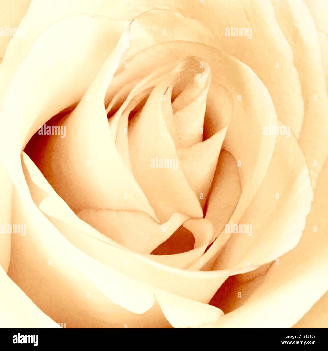 Monochromatic romance hi-res stock photography and images - Alamy