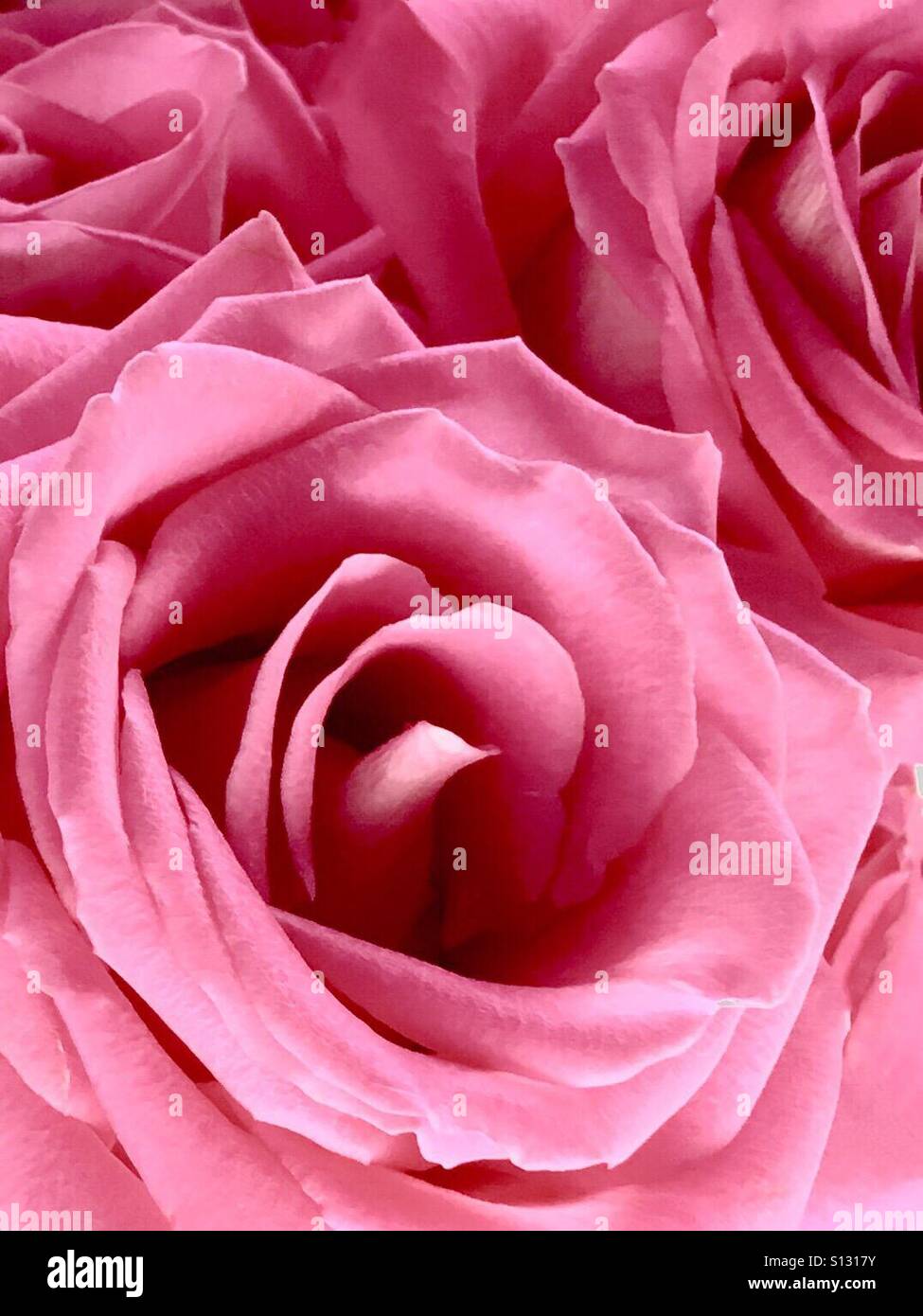 Pink roses close up Stock Photo - Alamy