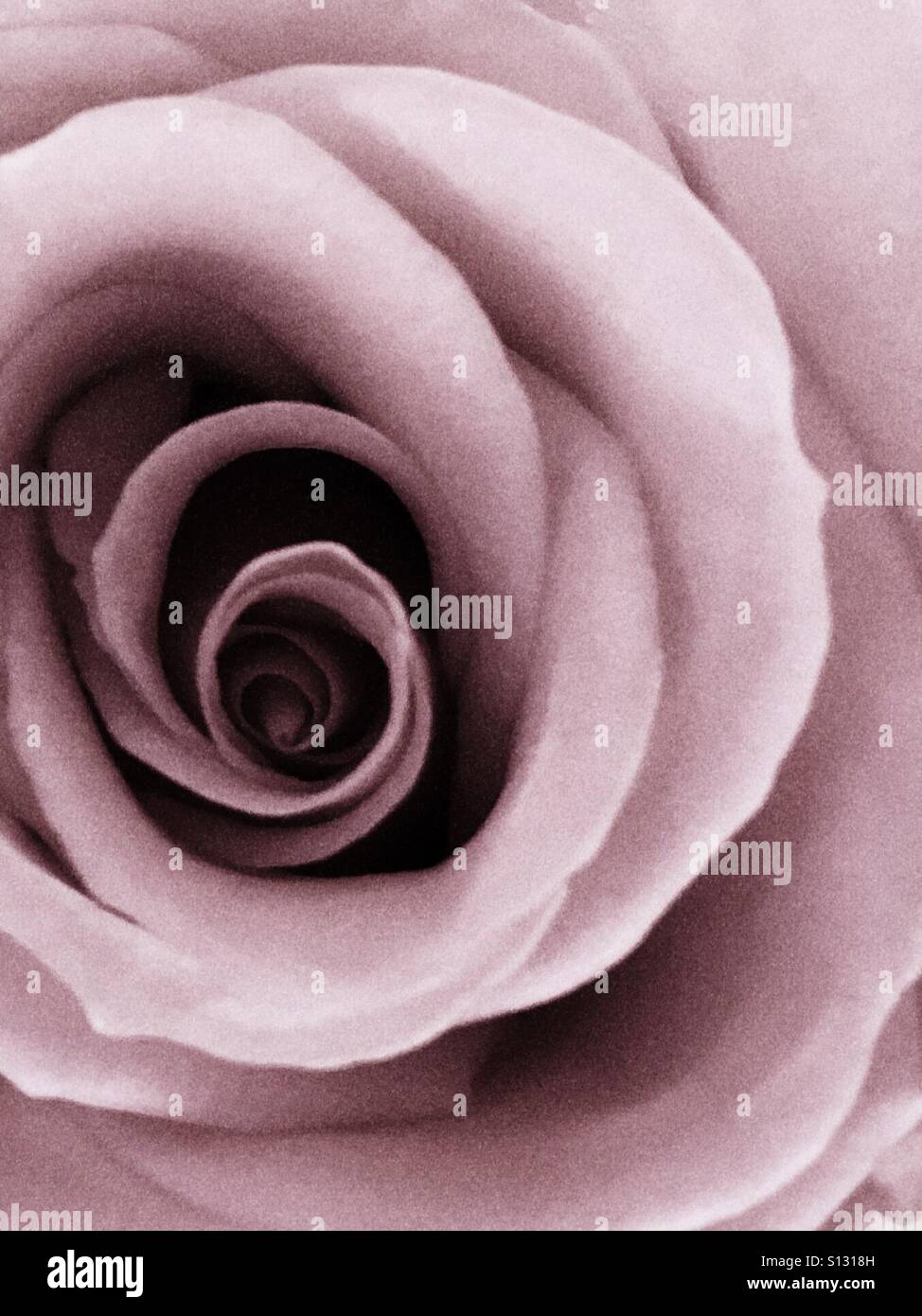 Monochromatic close up rose Stock Photo - Alamy