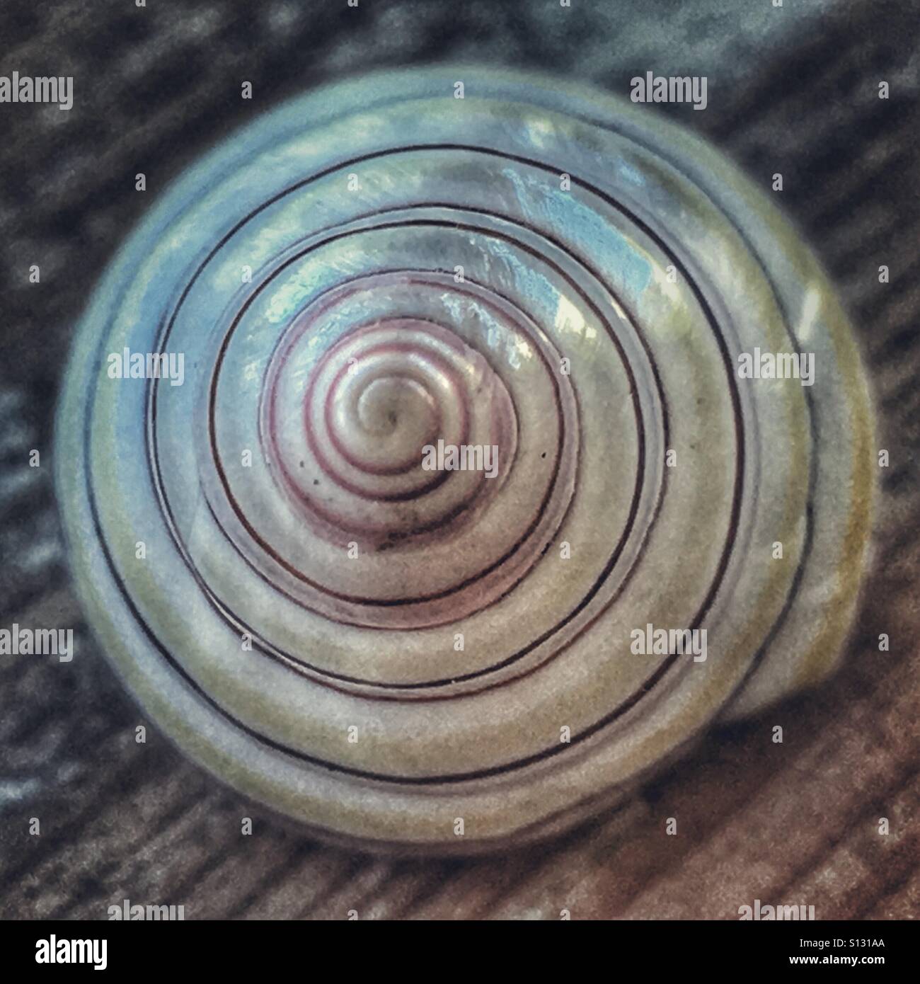 Seashell circle hi-res stock photography and images - Alamy