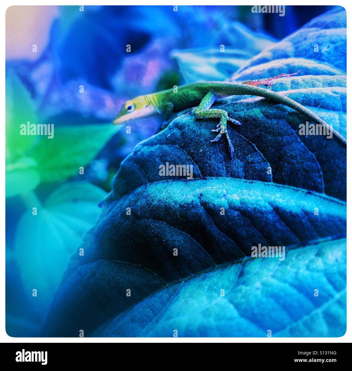 Lizard leaf hi-res stock photography and images - Alamy
