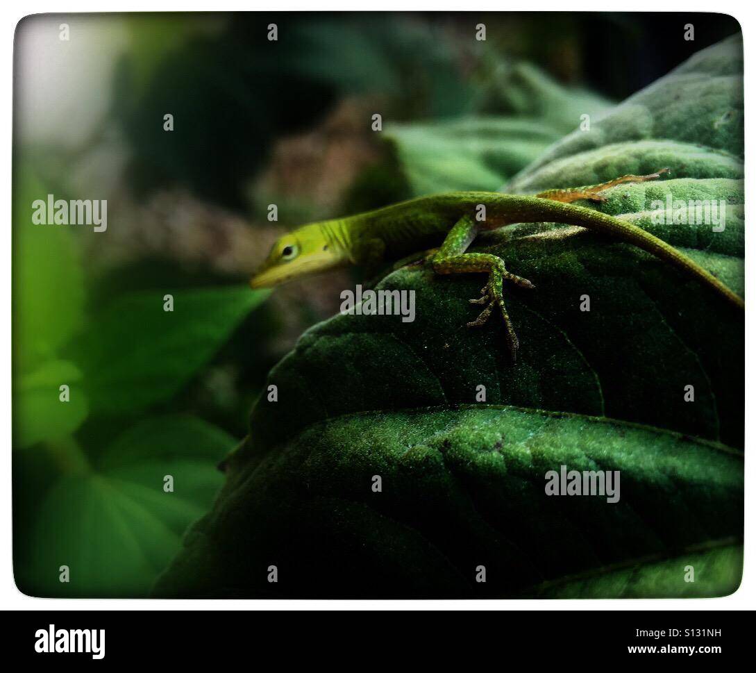 Lizard on a leaf hi-res stock photography and images - Alamy