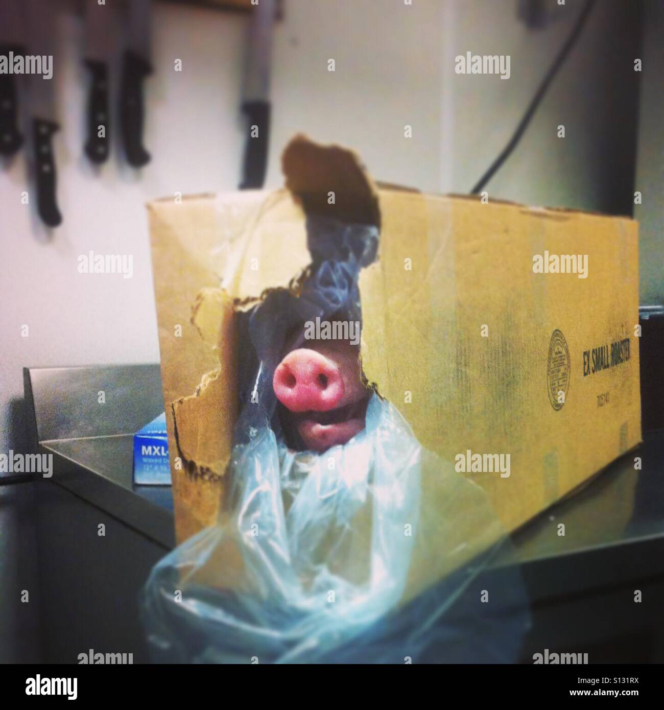 Pig in a box Stock Photo - Alamy