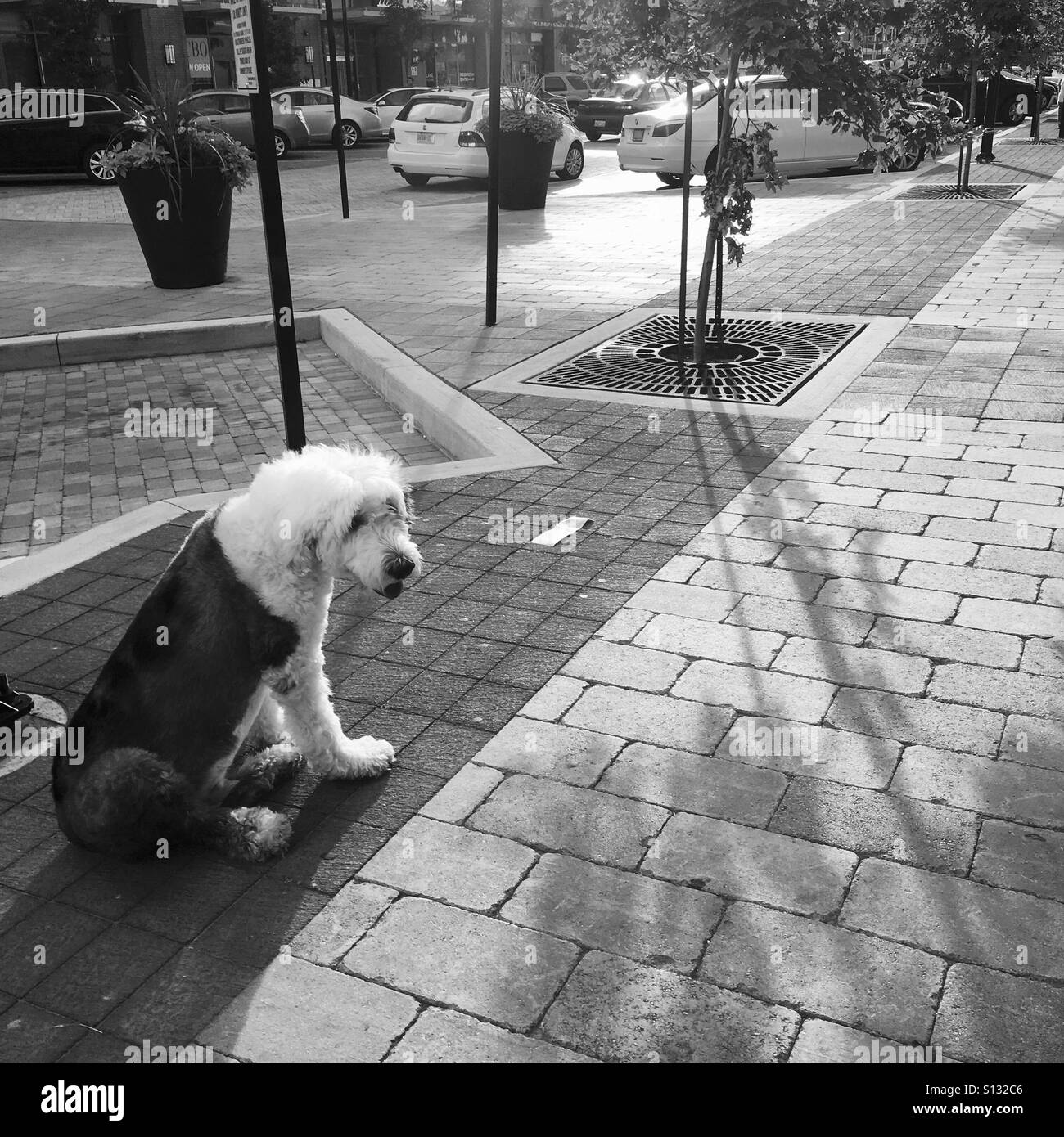 Dog waiting hi-res stock photography and images - Alamy
