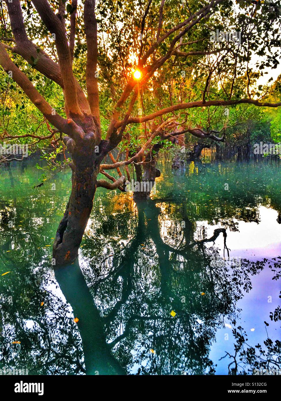 Mangroves near Darwin in the Northern Territory of Australia Stock ...