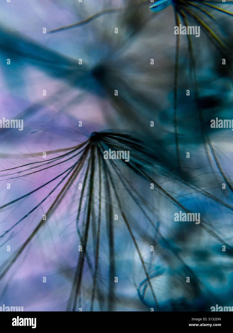 Inverted flower hi-res stock photography and images - Alamy