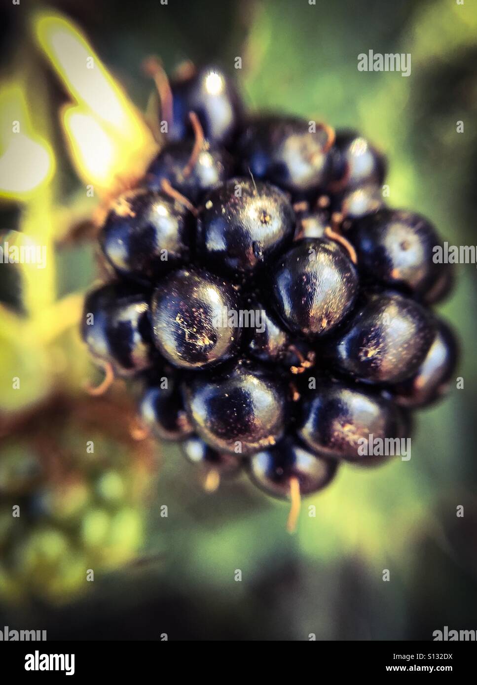 Soft Wild Fruit High Resolution Stock Photography and Images - Alamy