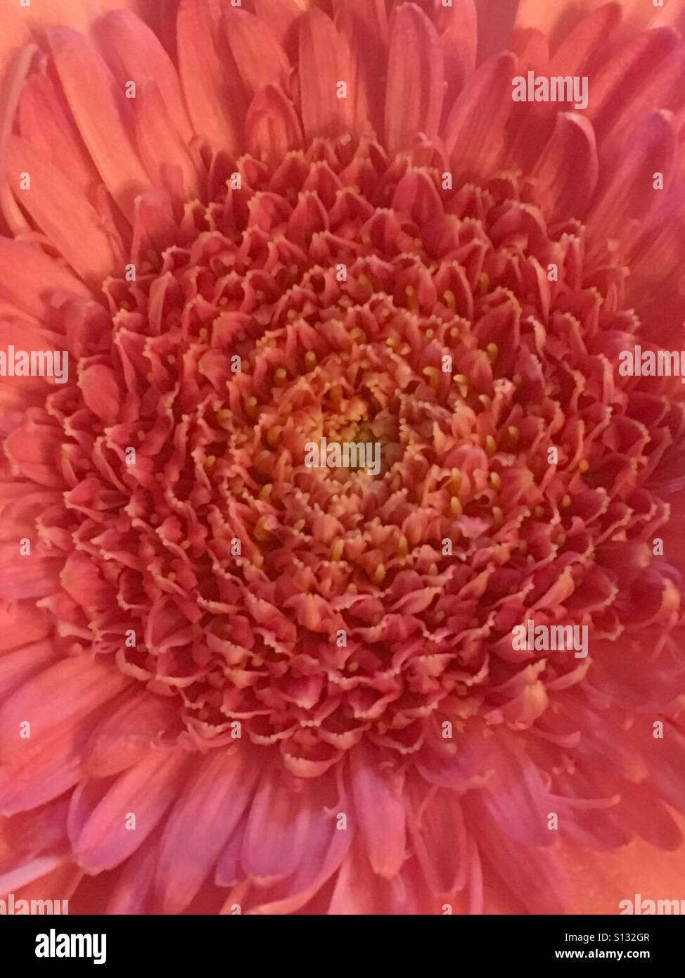Daisy petals pattern hi-res stock photography and images - Alamy