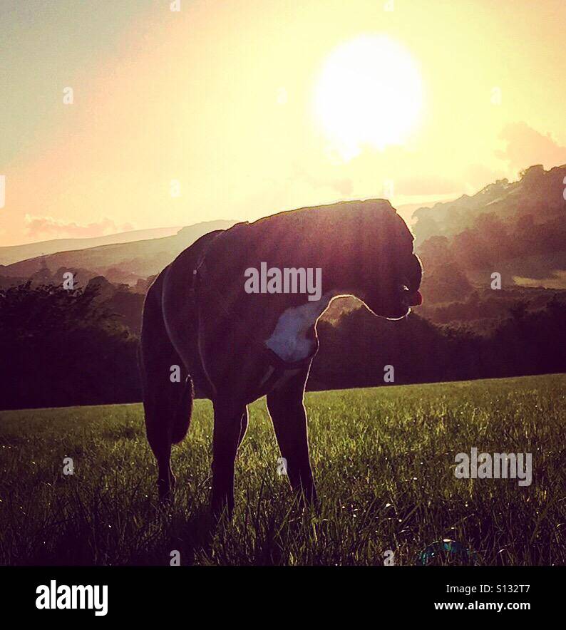 Sunlight on the boxer dog Stock Photo - Alamy