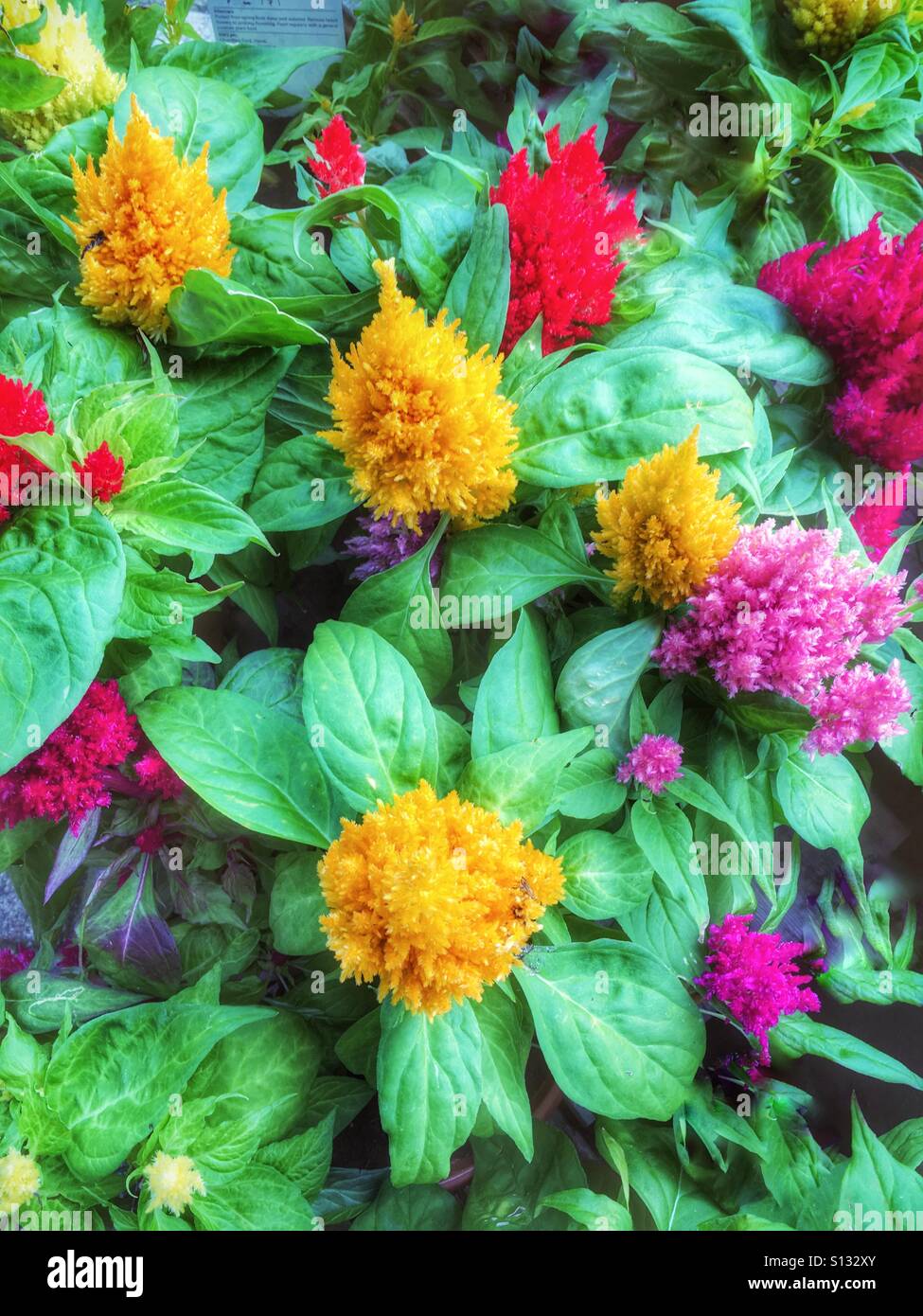 Calosia in bloom , soft filter Stock Photo - Alamy