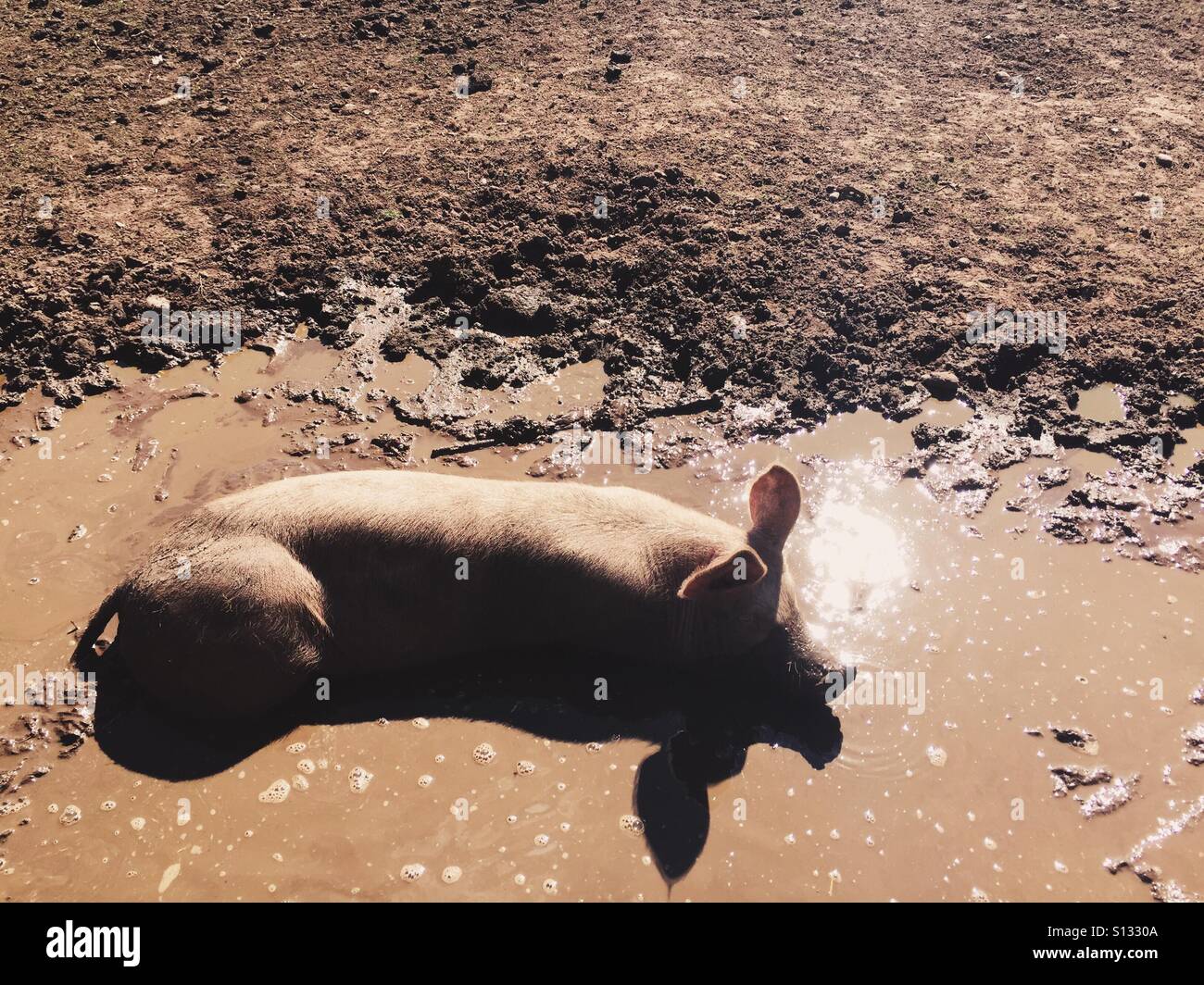Pig relaxing in mud Stock Photo - Alamy