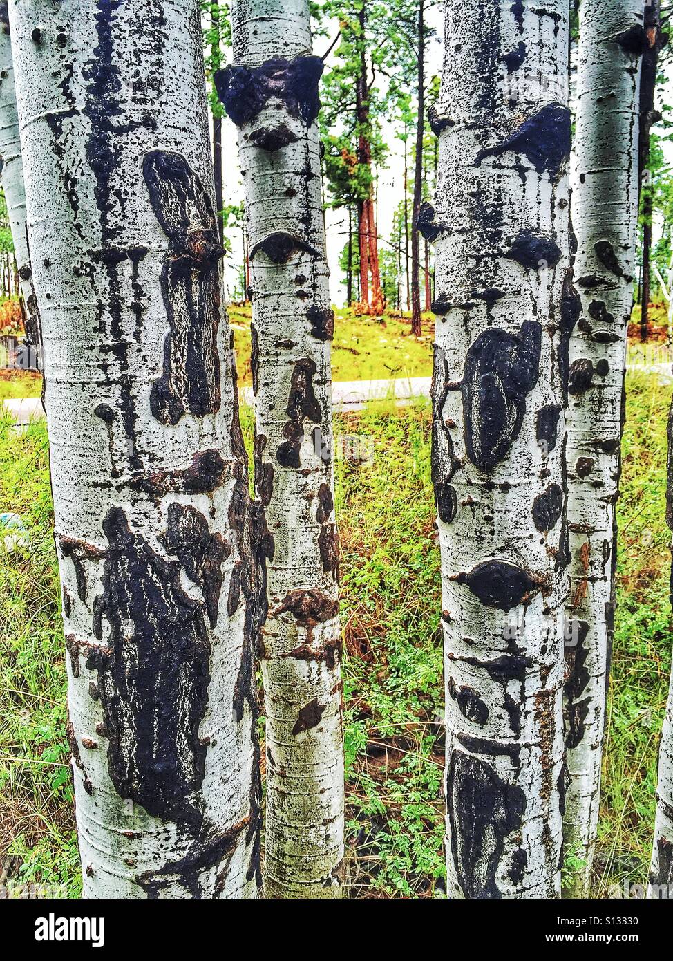 Bark Damage High Resolution Stock Photography and Images - Alamy