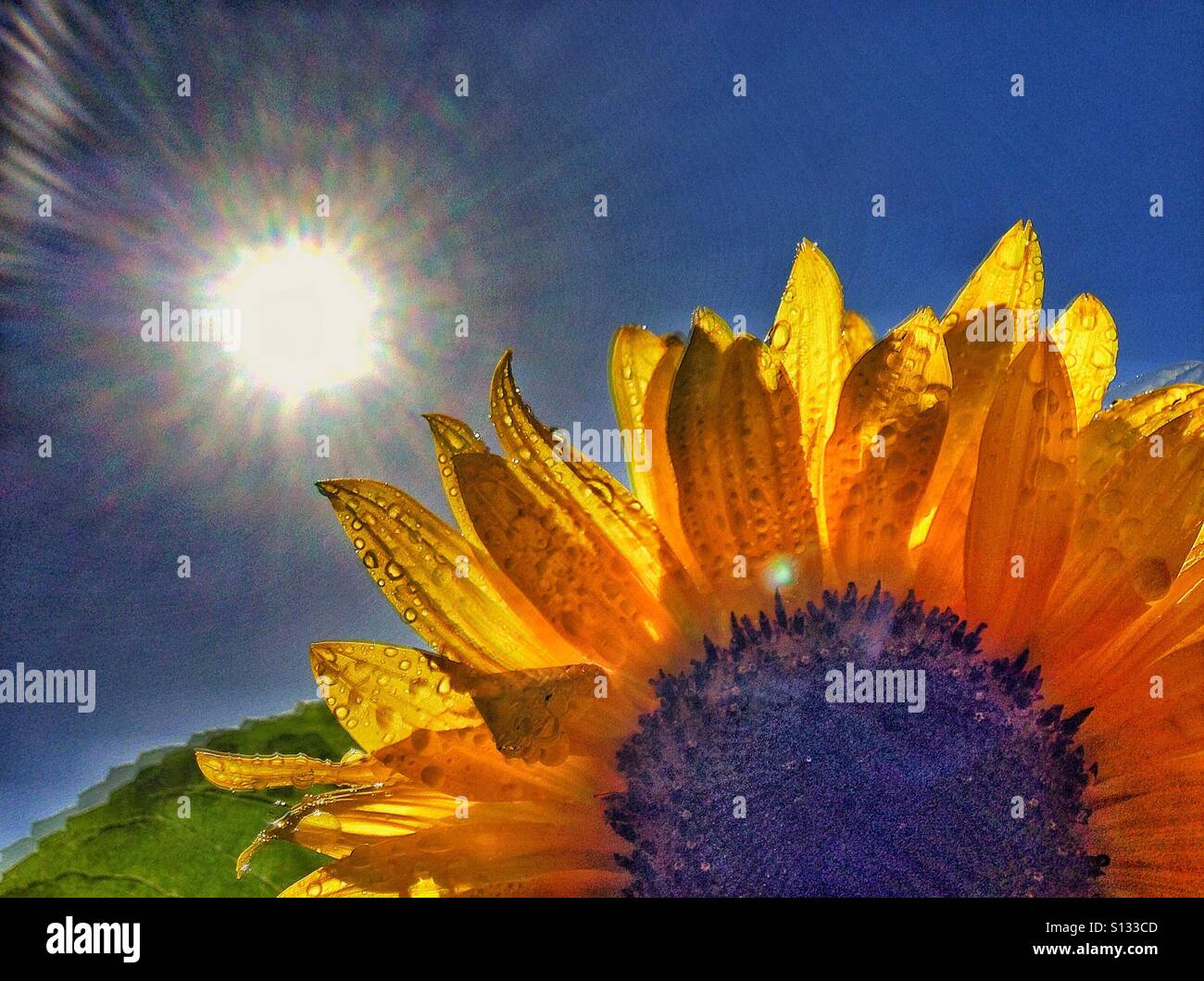 Sunshine and sunflower Stock Photo - Alamy