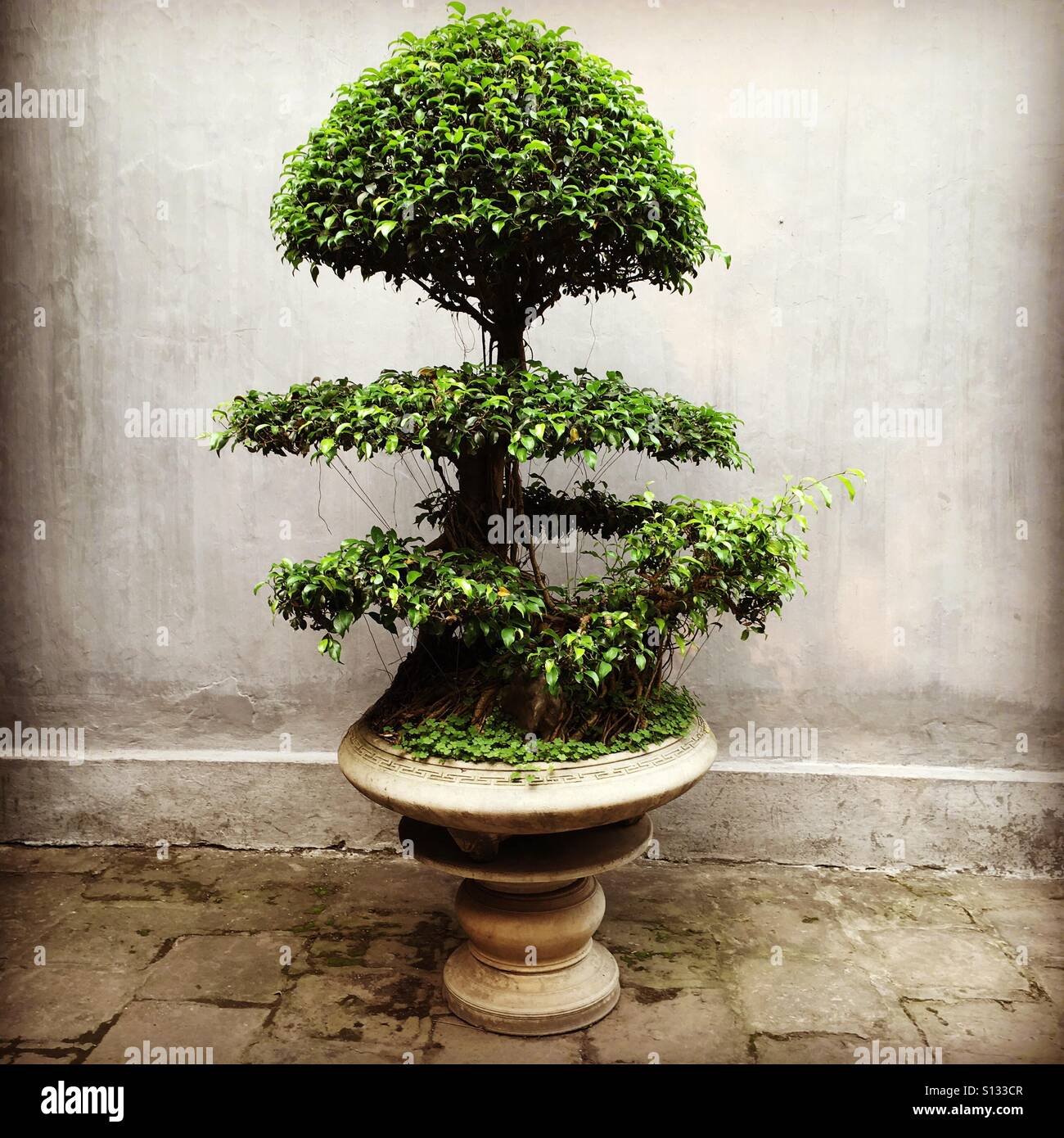 Tree in temple hi-res stock photography and images - Alamy