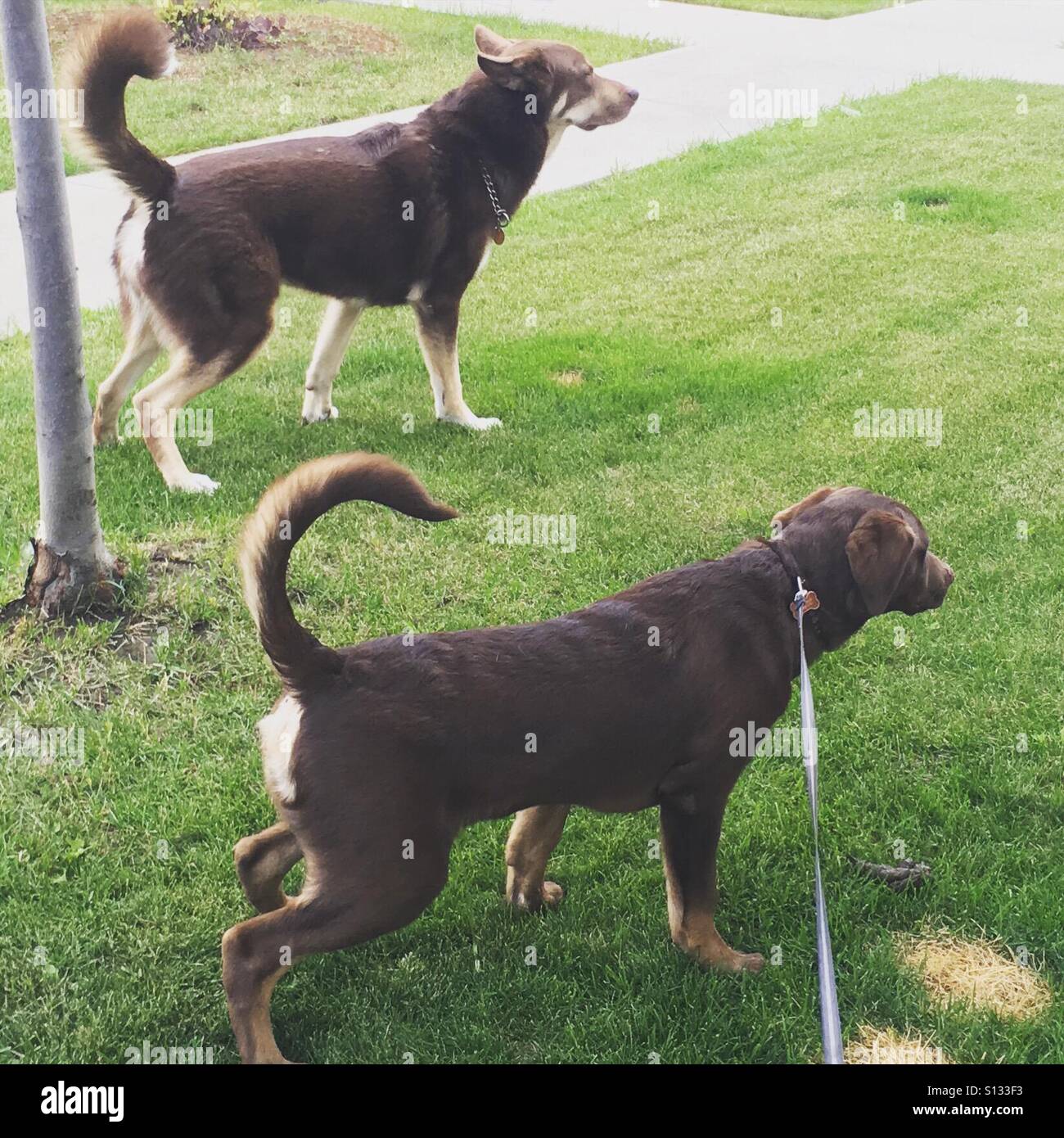 Peeingg Brothers Together
