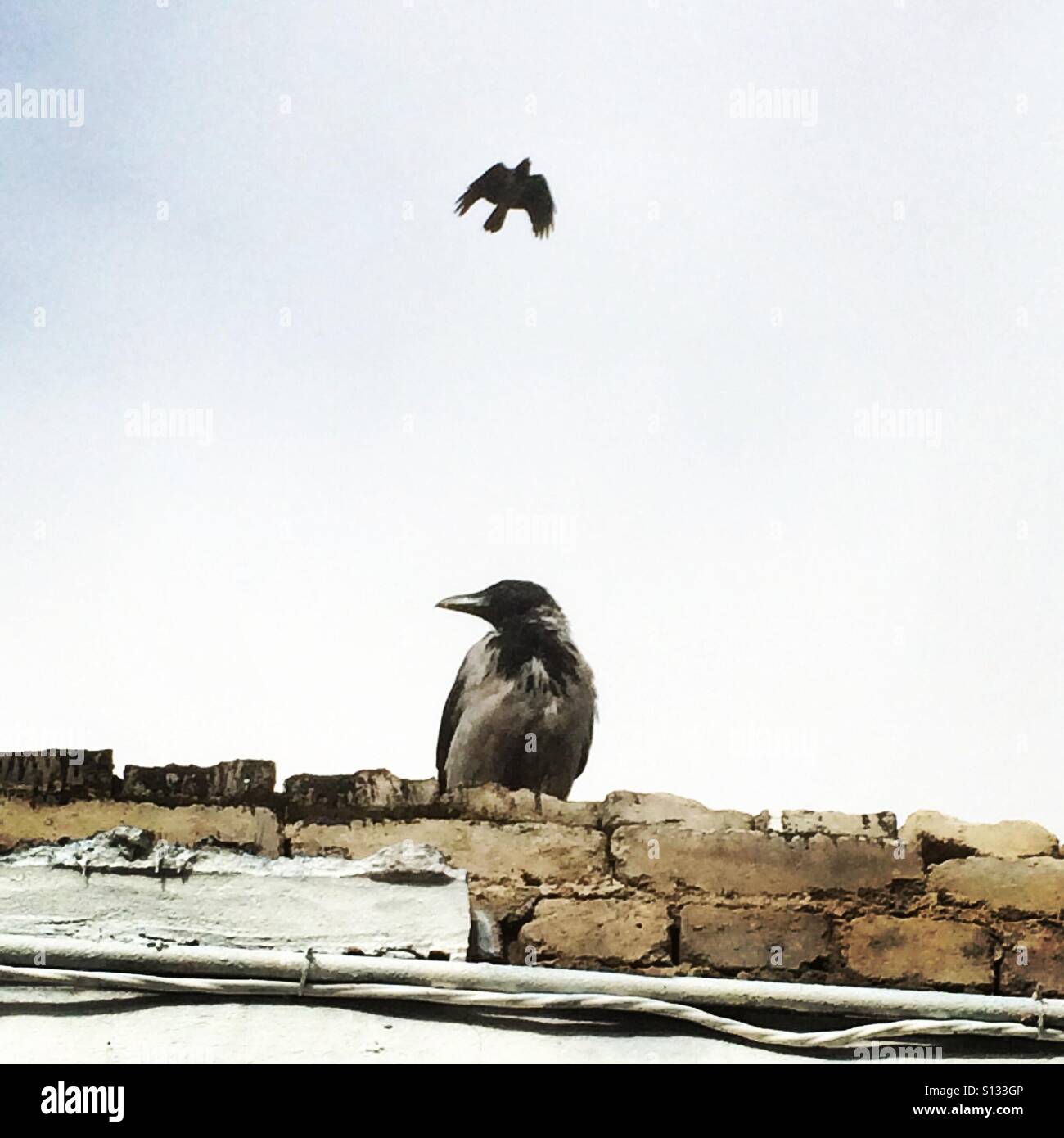 Crow bird birds hi-res stock photography and images - Alamy