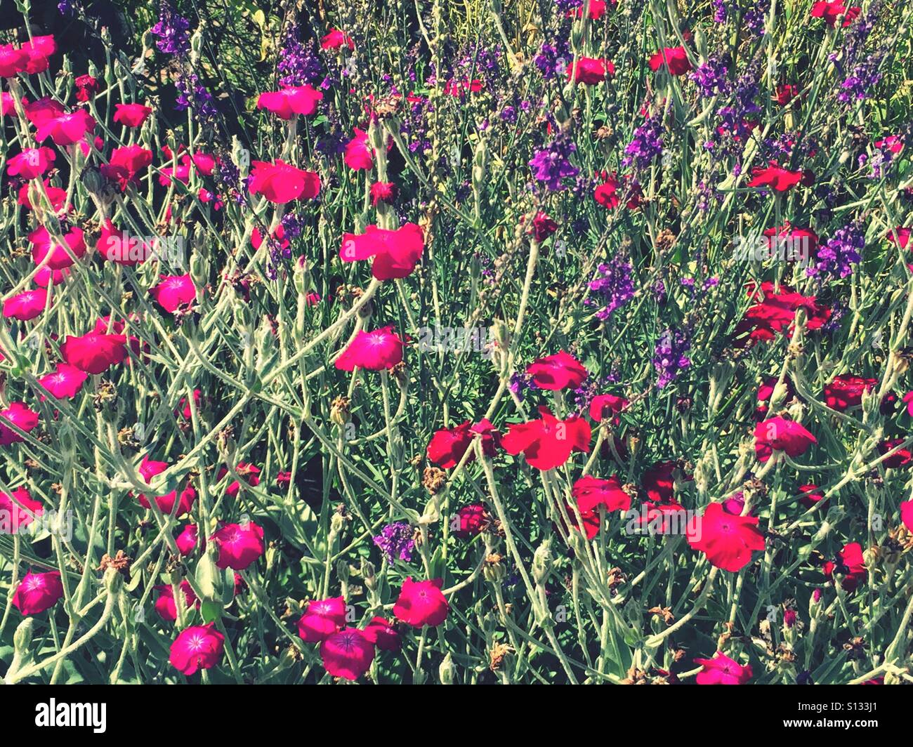 Pink summer flowers Stock Photo - Alamy
