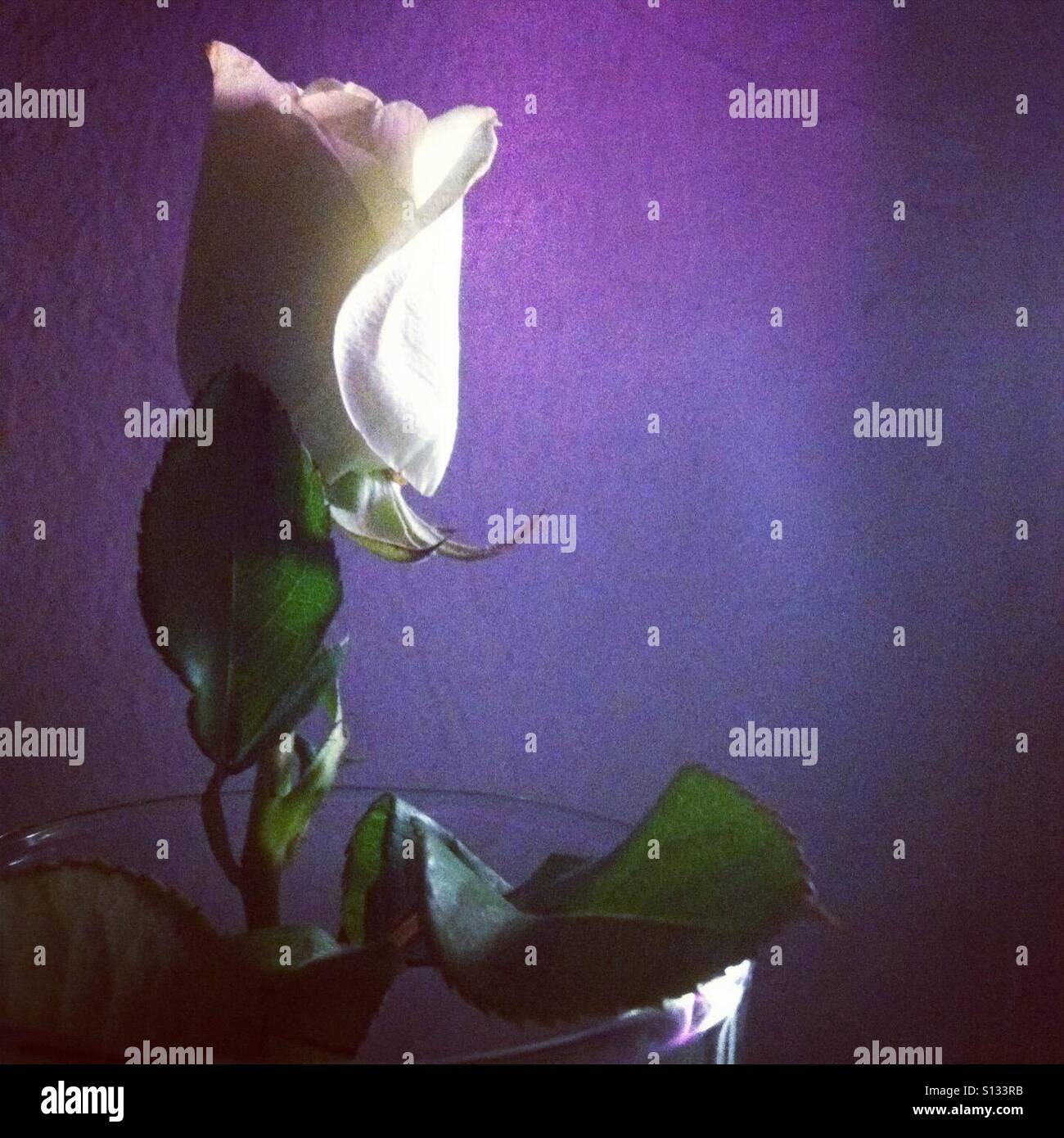 Magic rose hi-res stock photography and images - Alamy