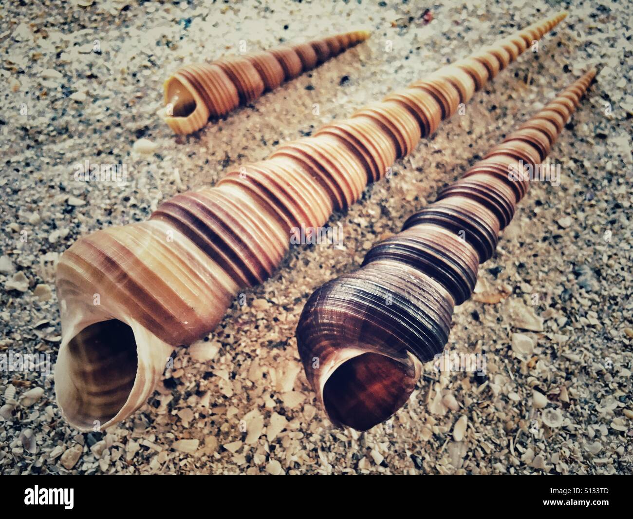 Spiral Turritella Shells, or Common Tower Shells Stock Photo - Alamy
