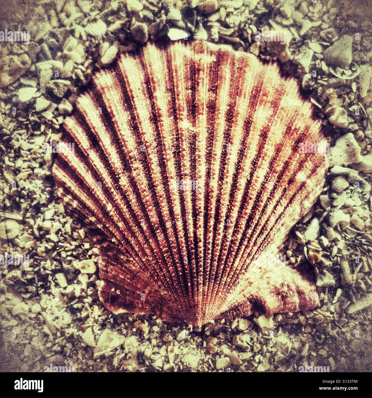 Seashell symmetry hi-res stock photography and images - Alamy