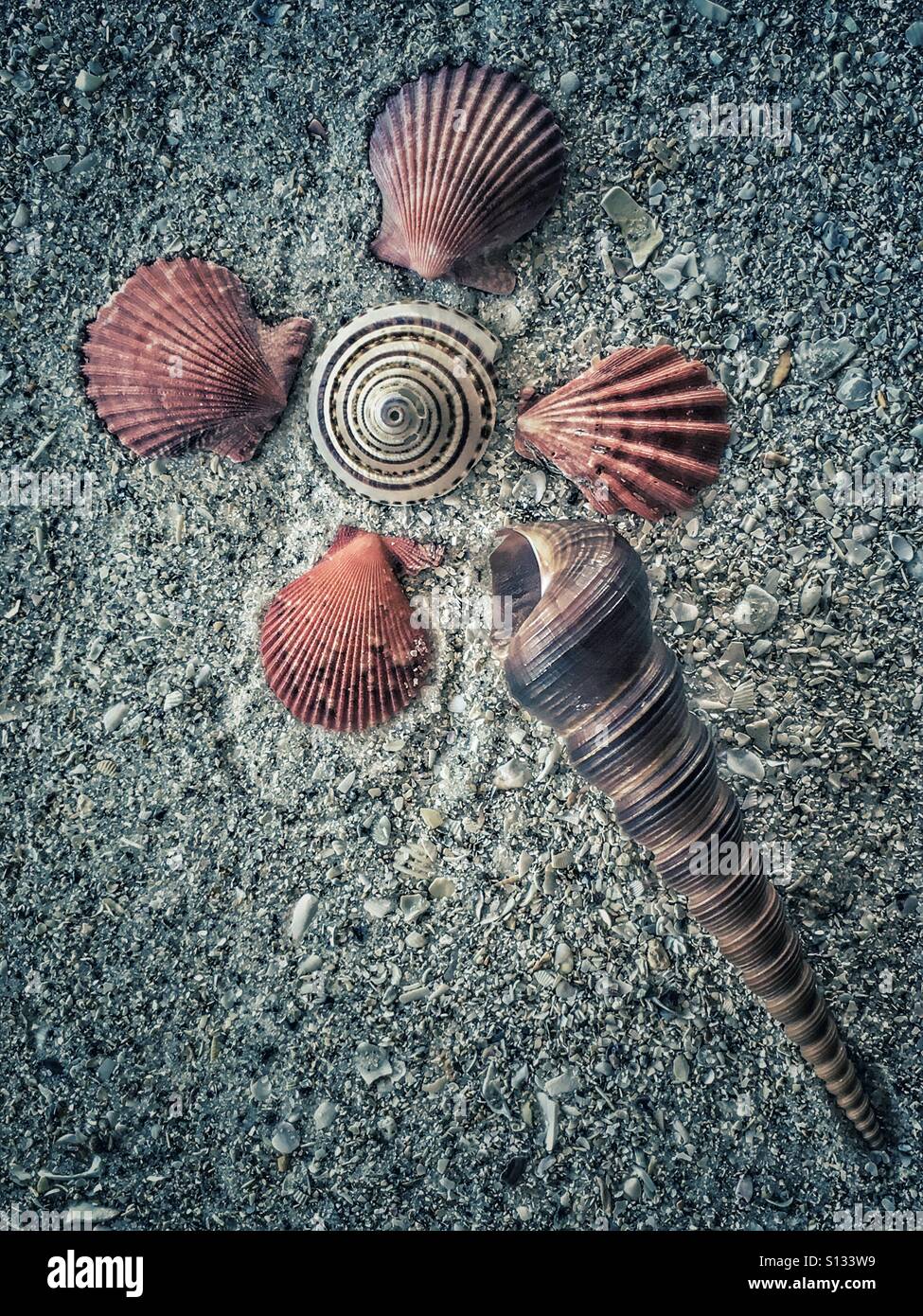 Seashell Photography