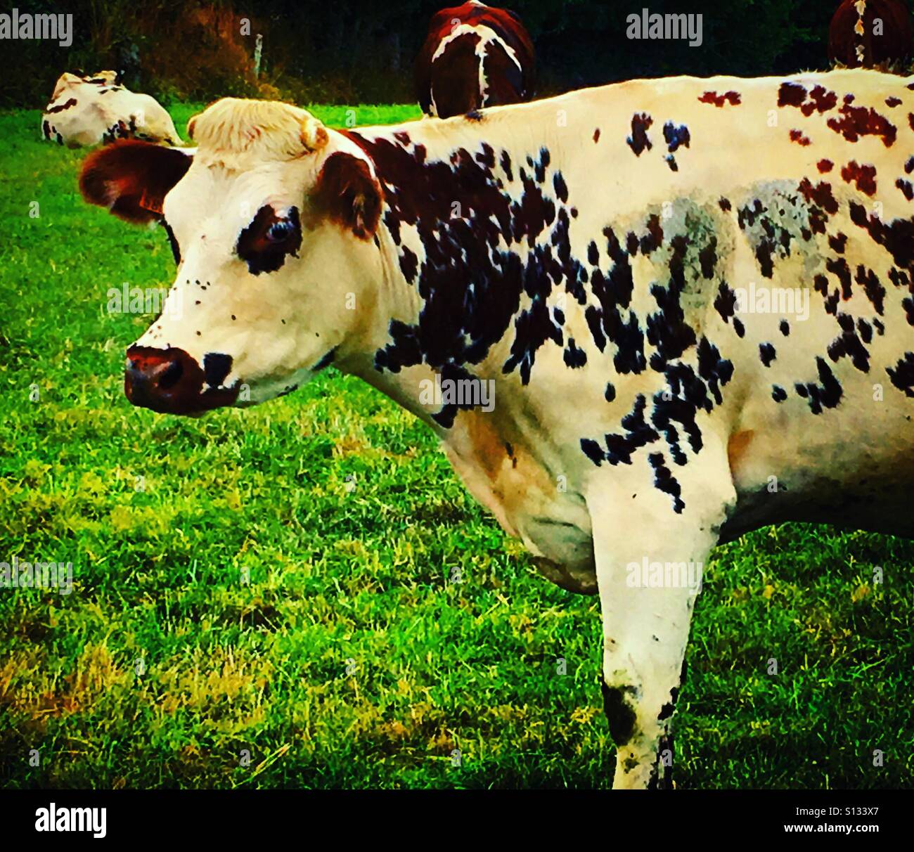 Cow in Normandy, France Stock Photo - Alamy
