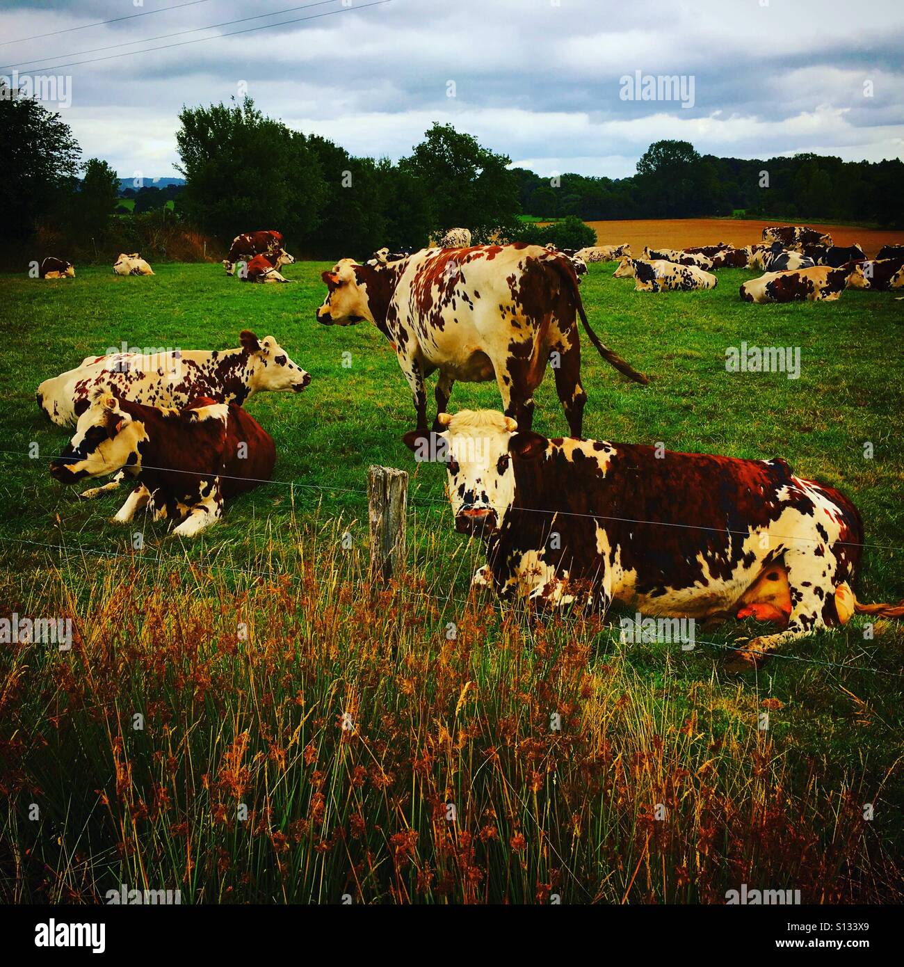 Cows in a field in Normandy, France Stock Photo - Alamy