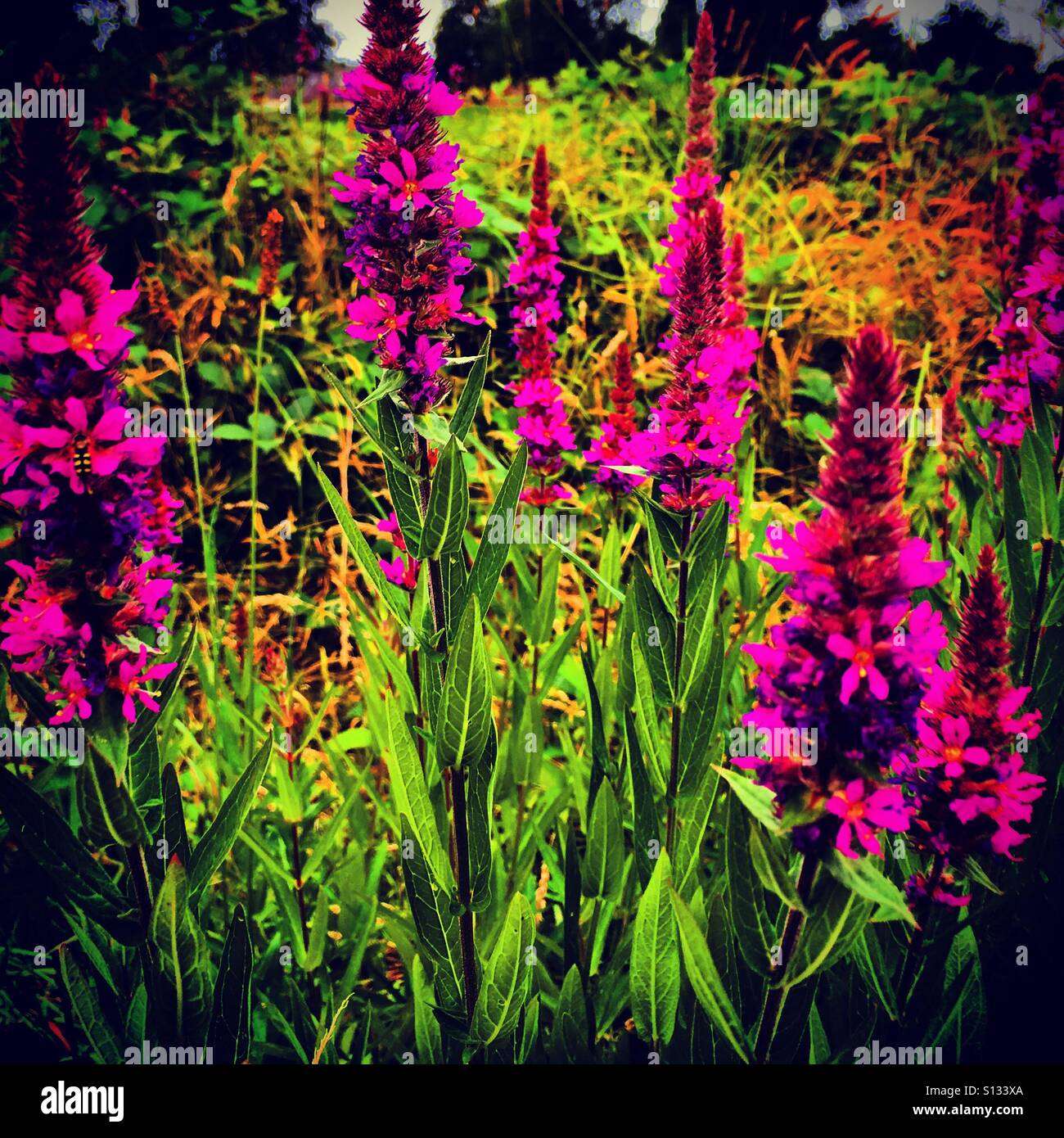 Pink wild flowers in a field in Normandy, France Stock Photo - Alamy